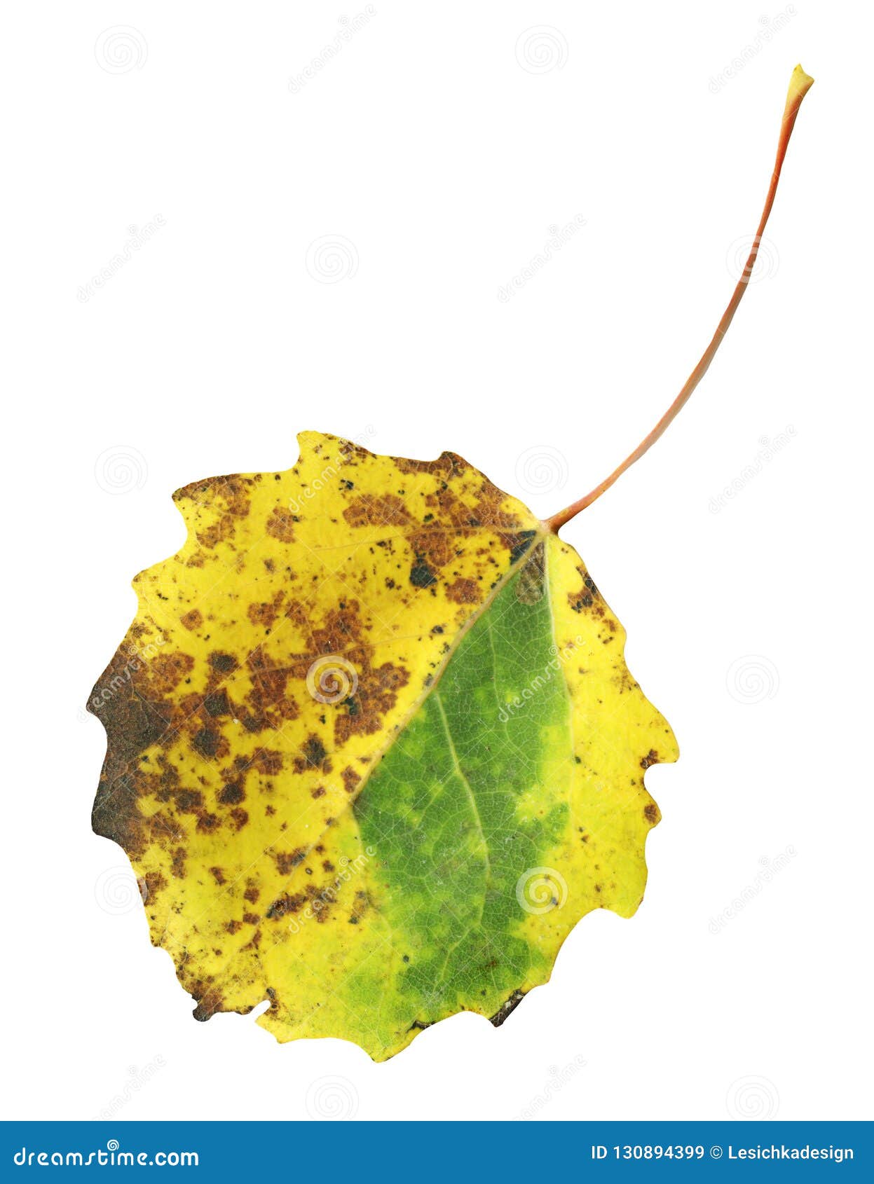 Autumn Leaves of Aspen Isolated Stock Image - Image of colorful, green ...