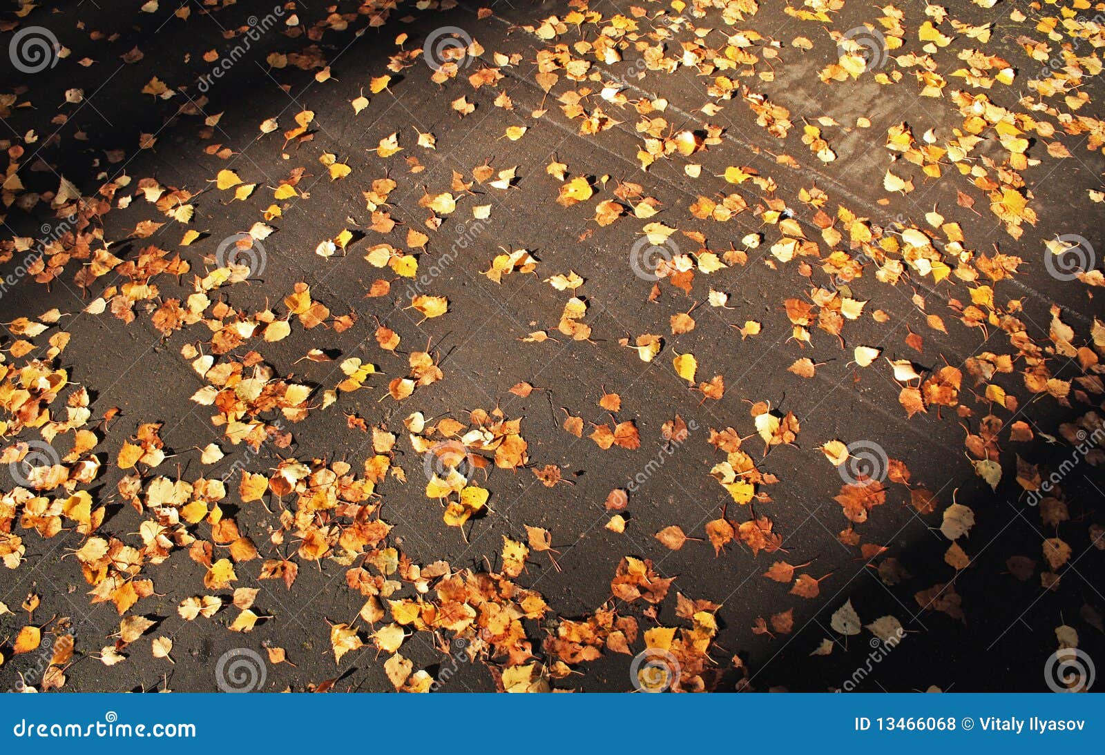Autumn leaves on asphalt stock photo. Image of flora - 13466068