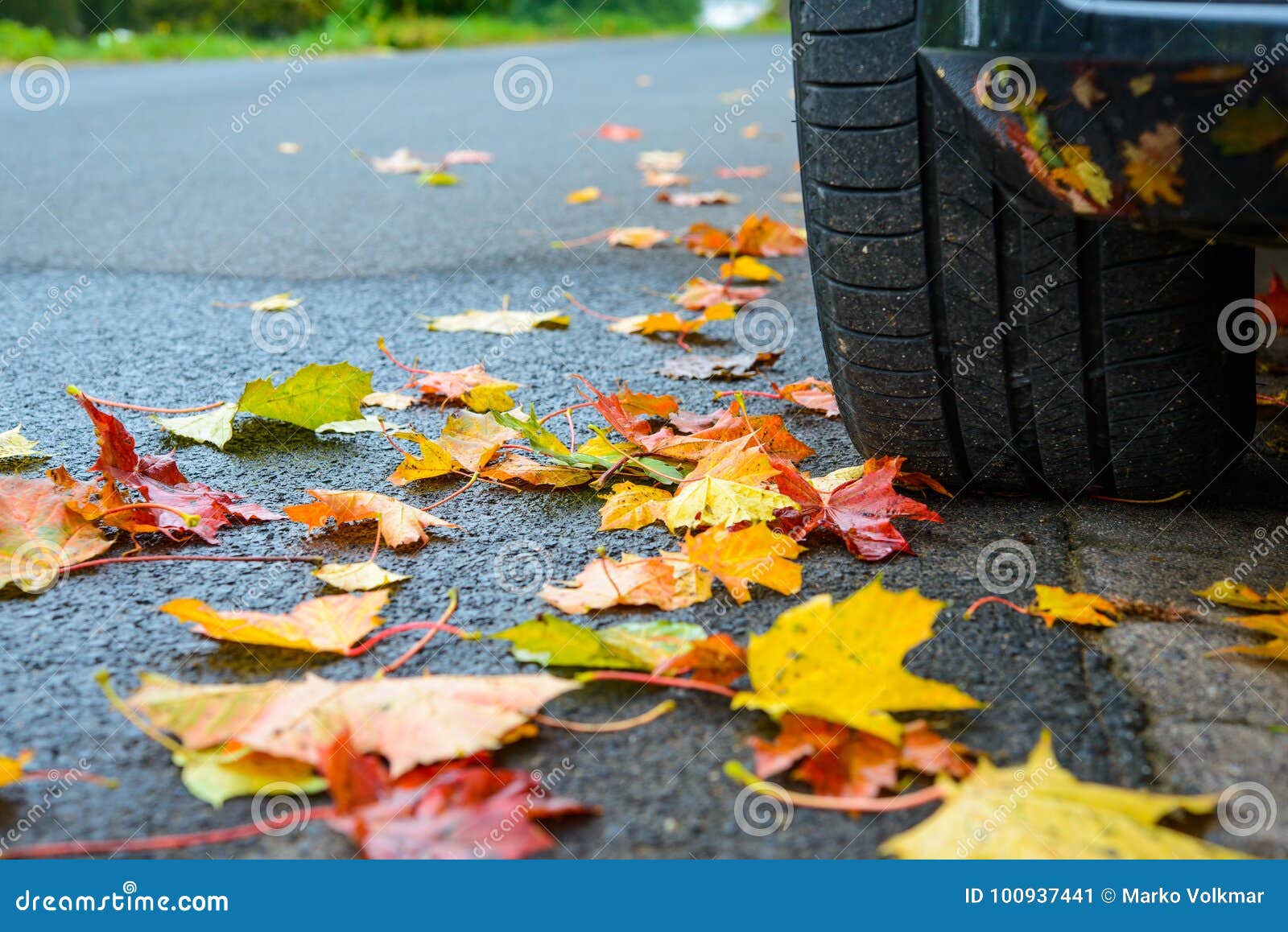 Autumn Leaves with Car Wheel Stock Image - Image of natural, plant ...