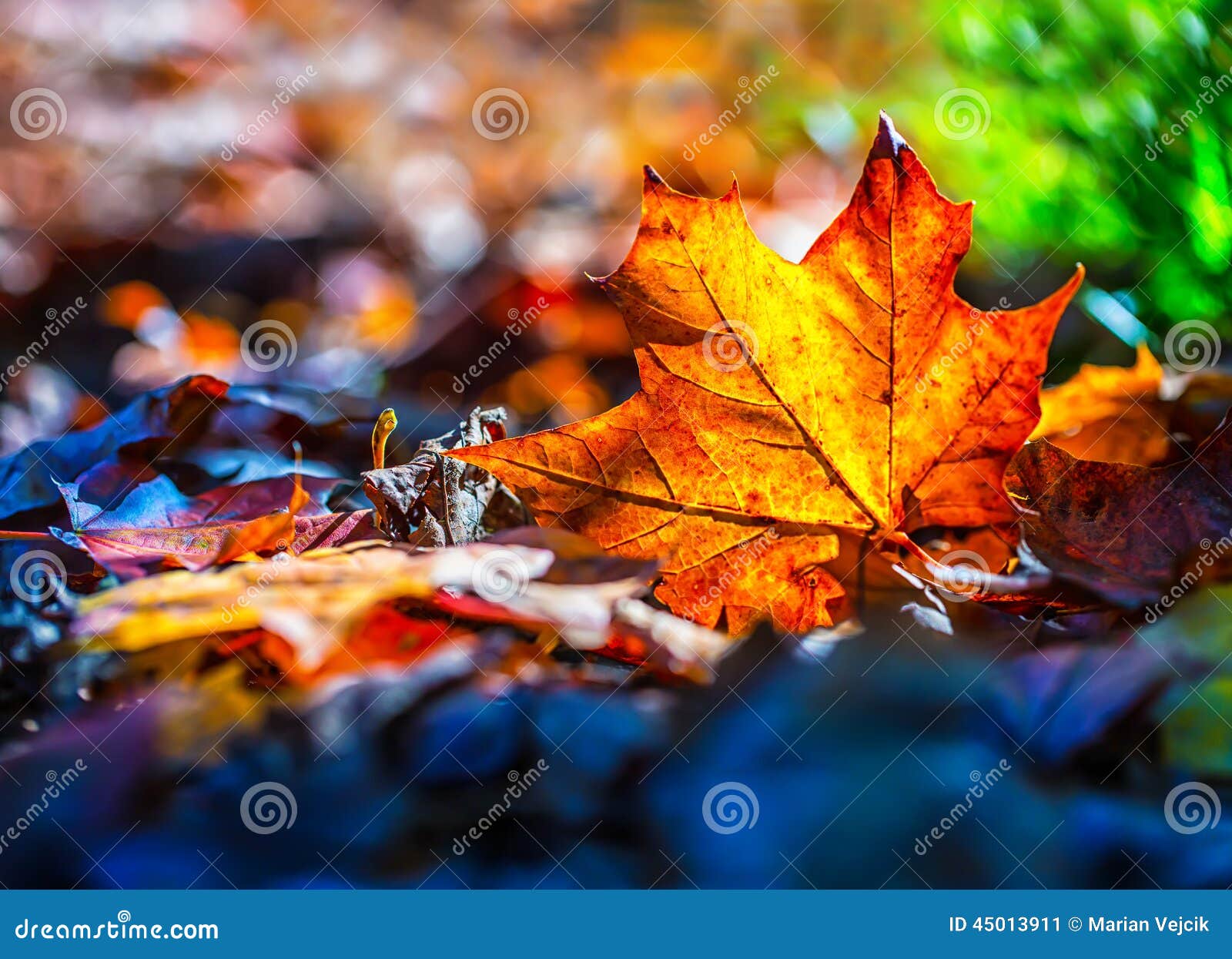 Autumn Leaves in Autumn Colours and Lights Stock Image - Image of ...