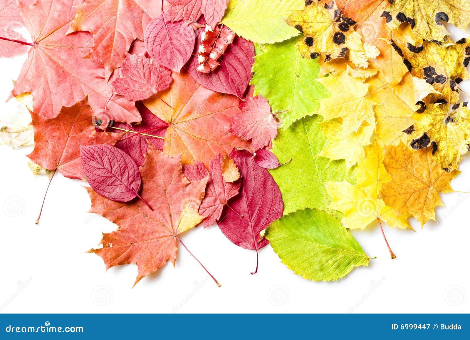 Autumn Leaves Background stock image. Image of ornate - 6999447