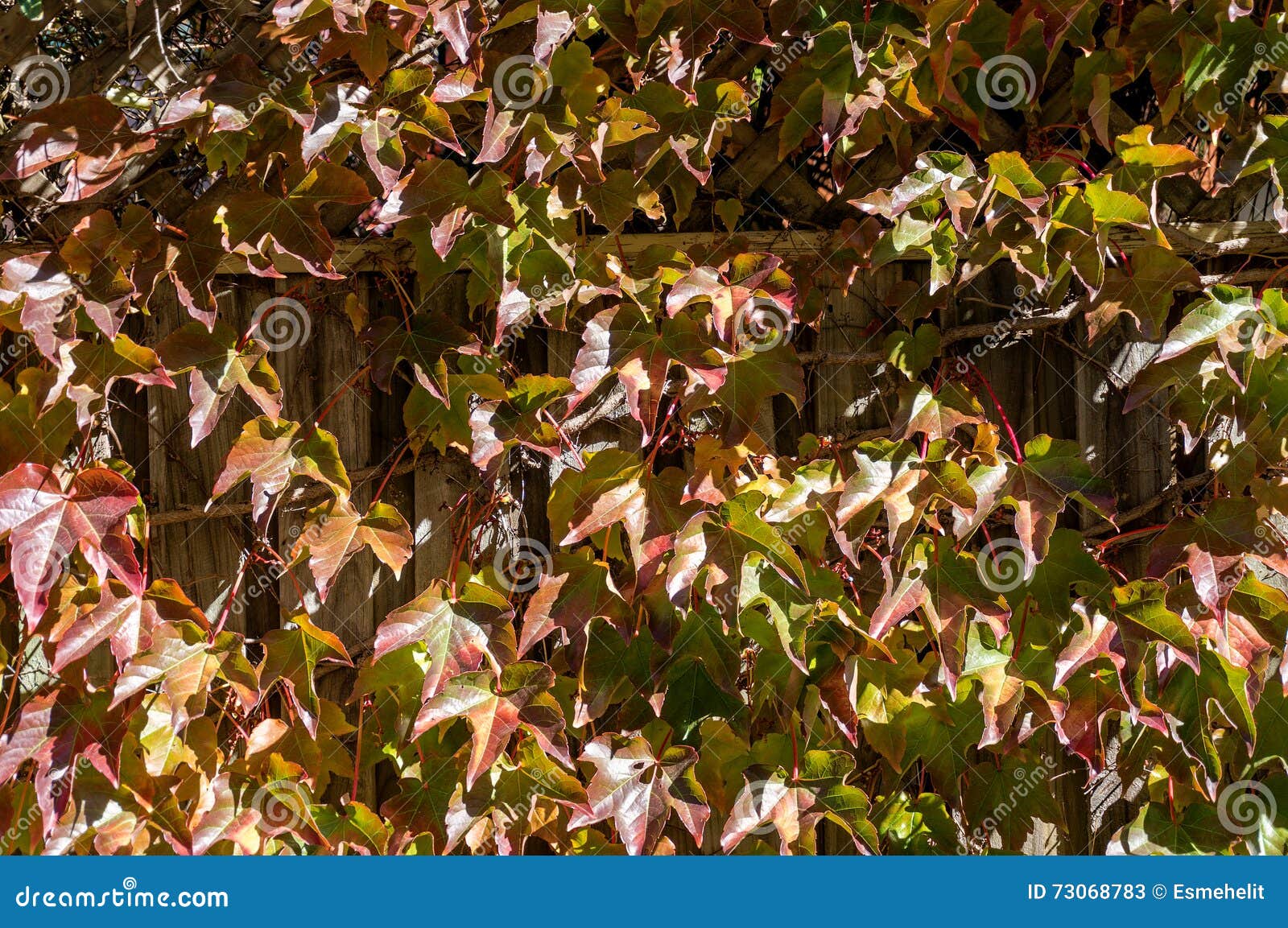 Autumn Leaves Background. Fall Foliage Texture Stock Image - Image of ...