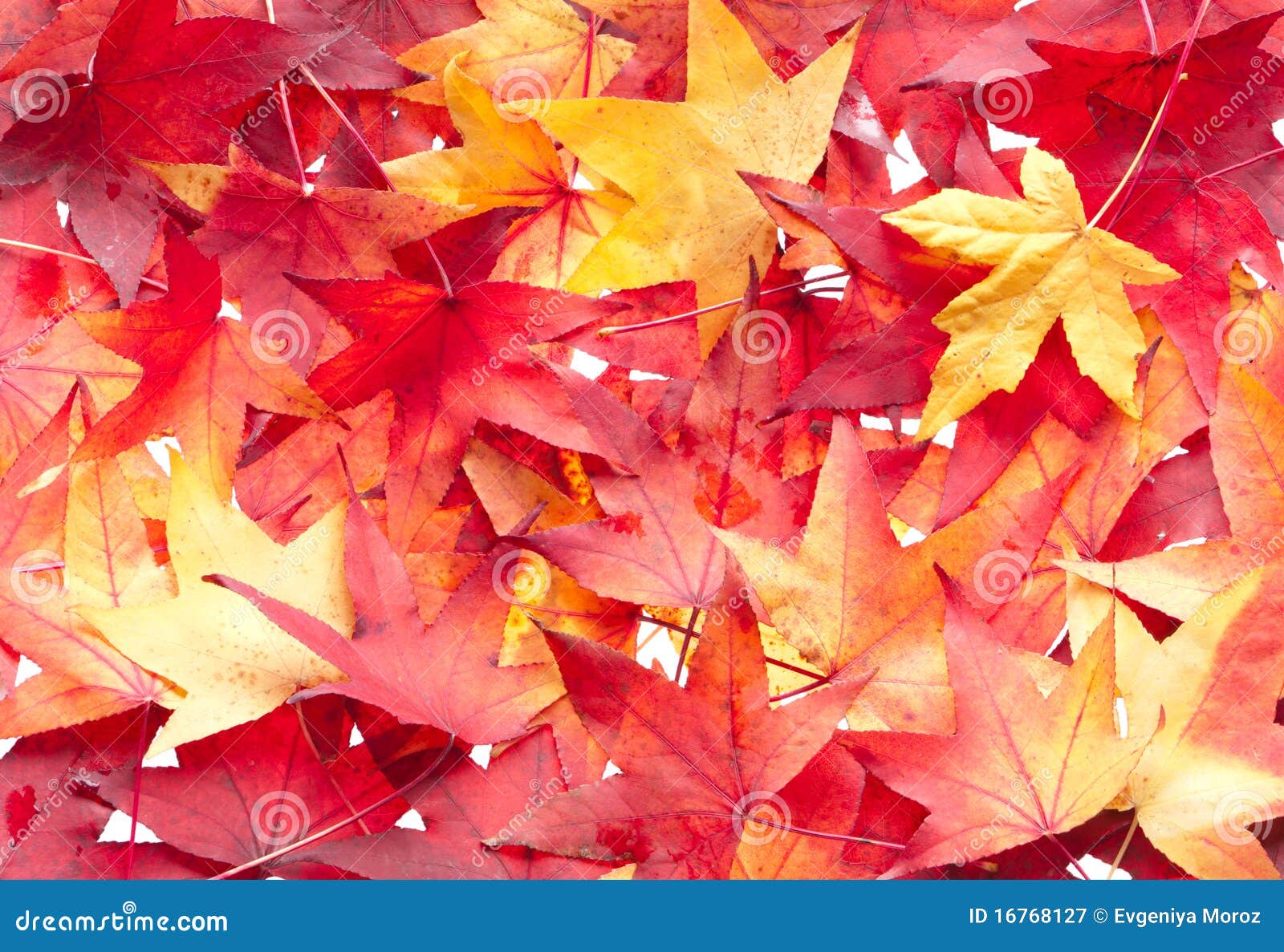 Autumn Leaves Background Pattern. Stock Image - Image of arrangement ...