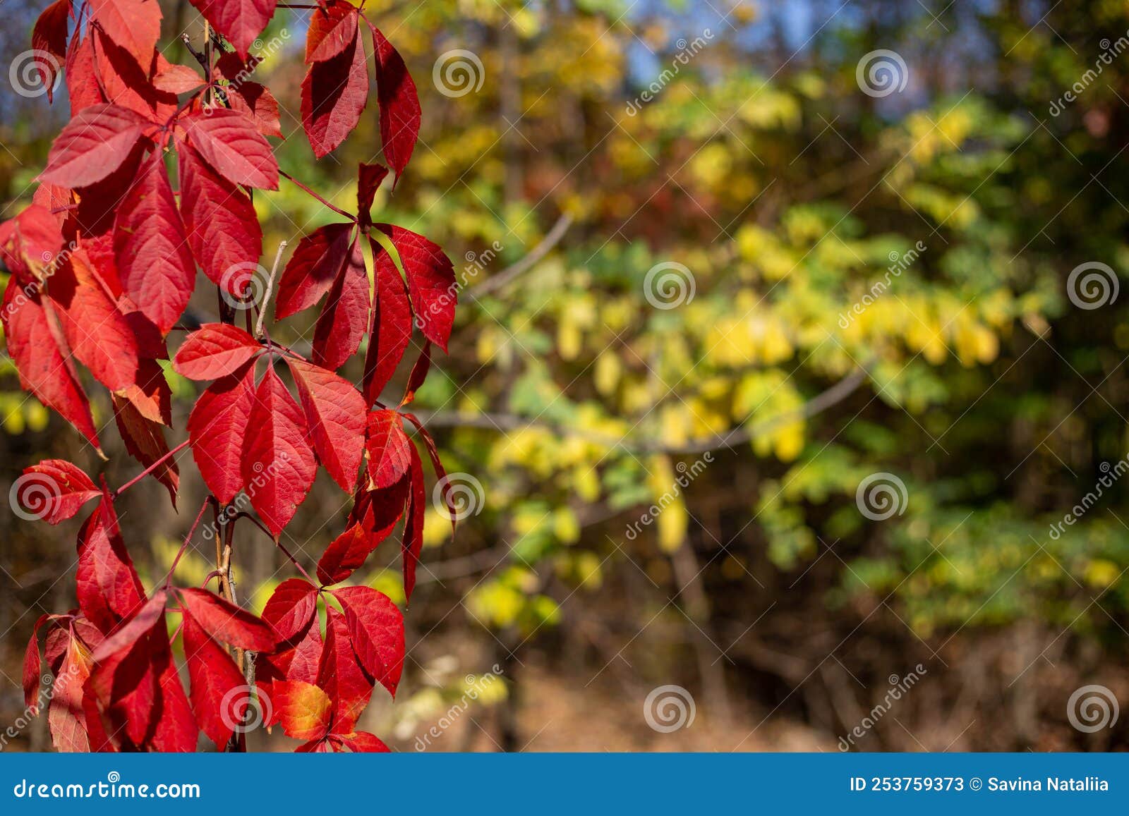 Autumn Leaves Background Red Wild Vine Forest Stock Image - Image of ...