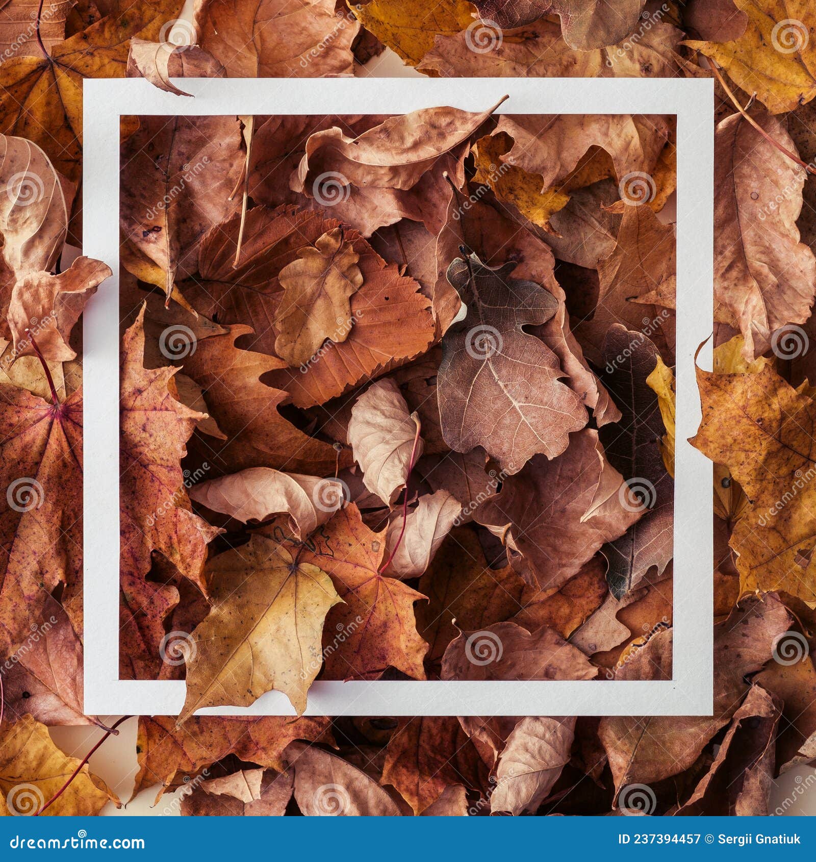 Autumn Leaves Background with White Rectangular Frame Stock Image ...