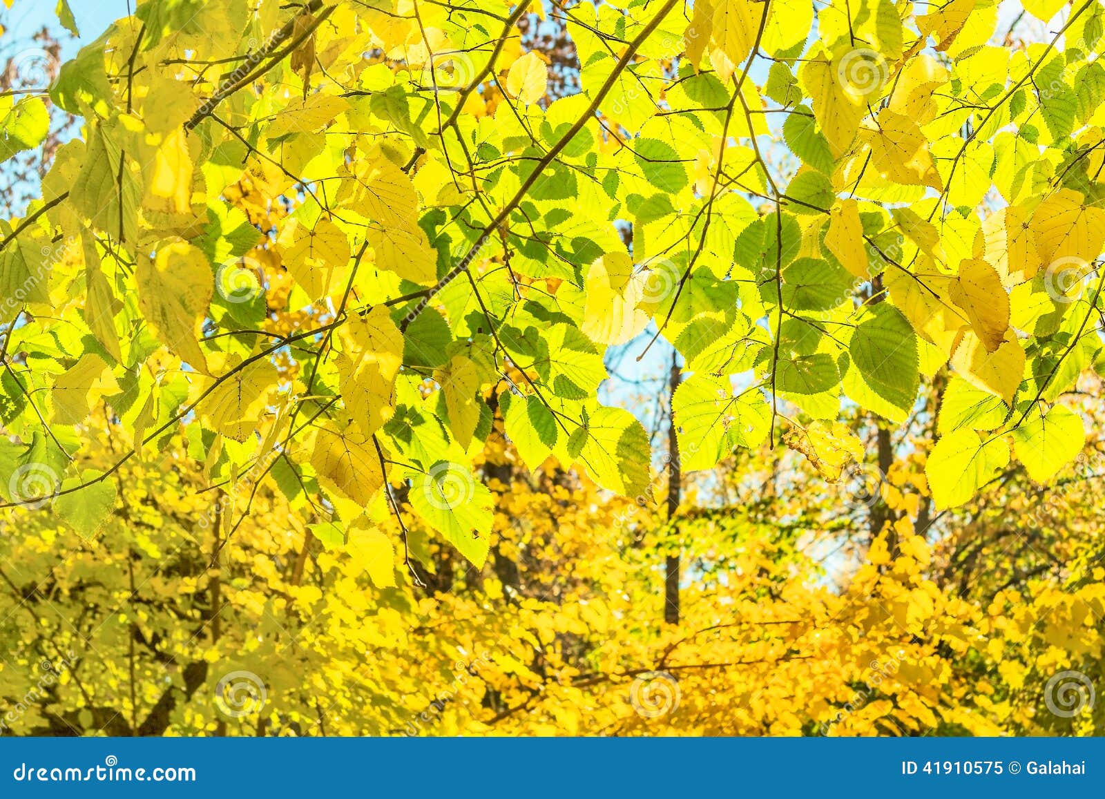 Autumn leaves backlit stock image. Image of horizontal - 41910575
