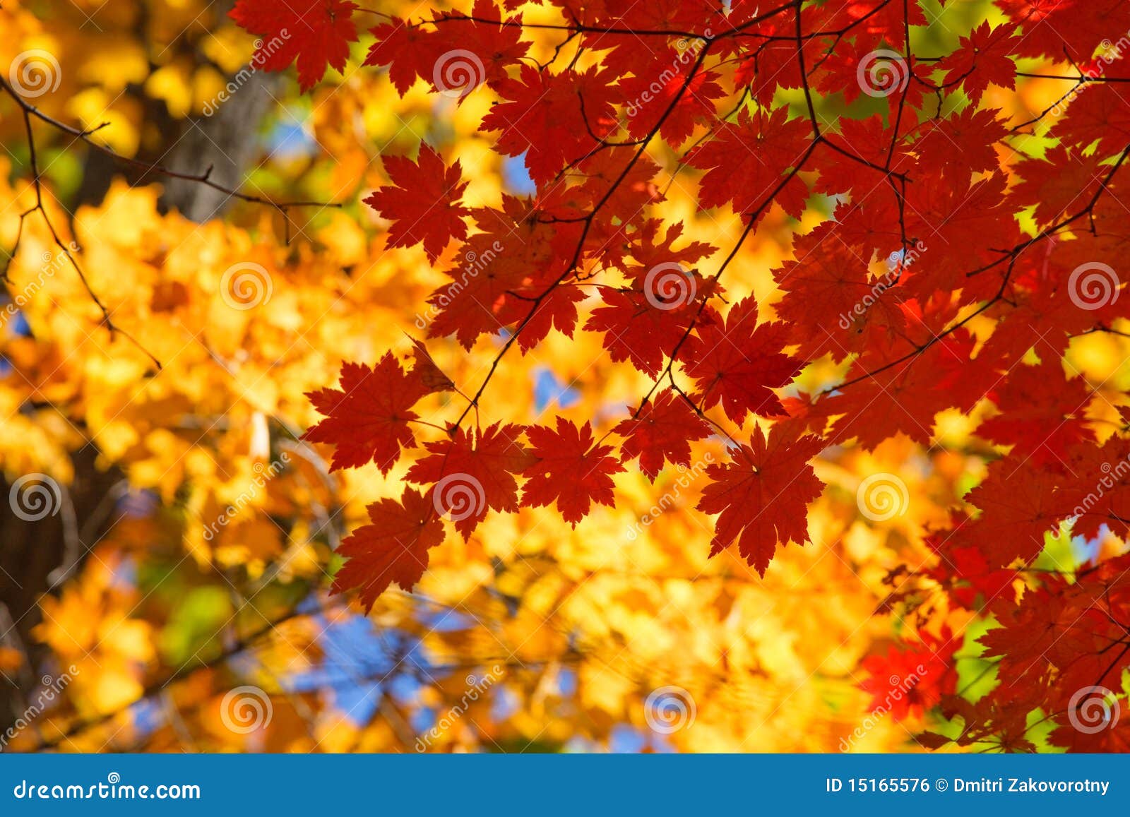 Autumn Leaves are Beautiful Stock Photo - Image of fall, brown: 15165576