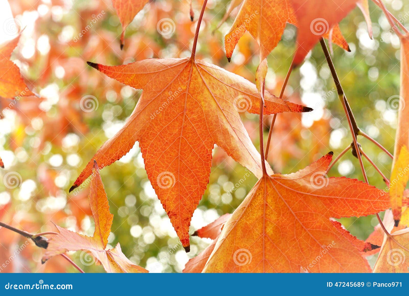 Autumn leaves stock image. Image of square, tree, yellow - 47245689
