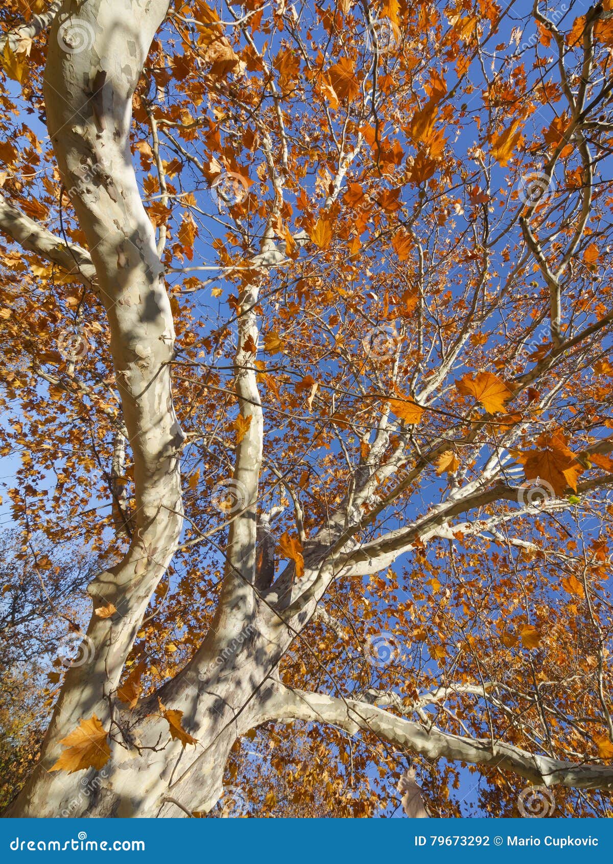 Autumn leaves stock photo. Image of bright, abstract - 79673292