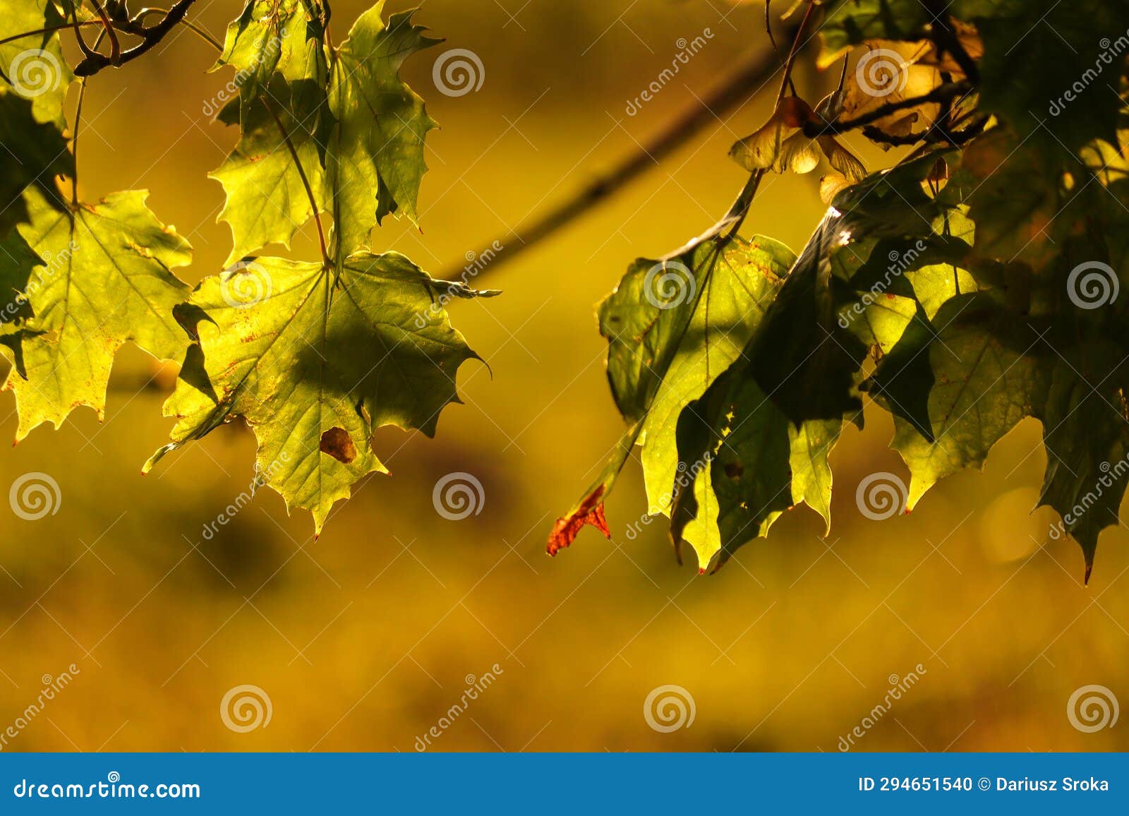 Autumn Leaves with a Beautiful Ruffled Background Stock Photo - Image ...