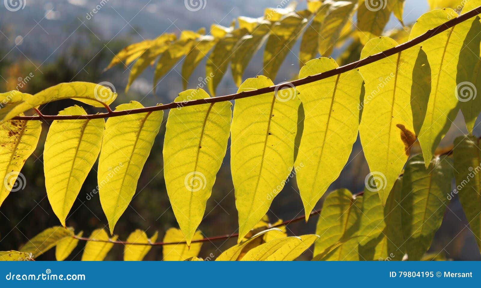 Autumn leaves stock image. Image of fall, plant, tree - 79804195