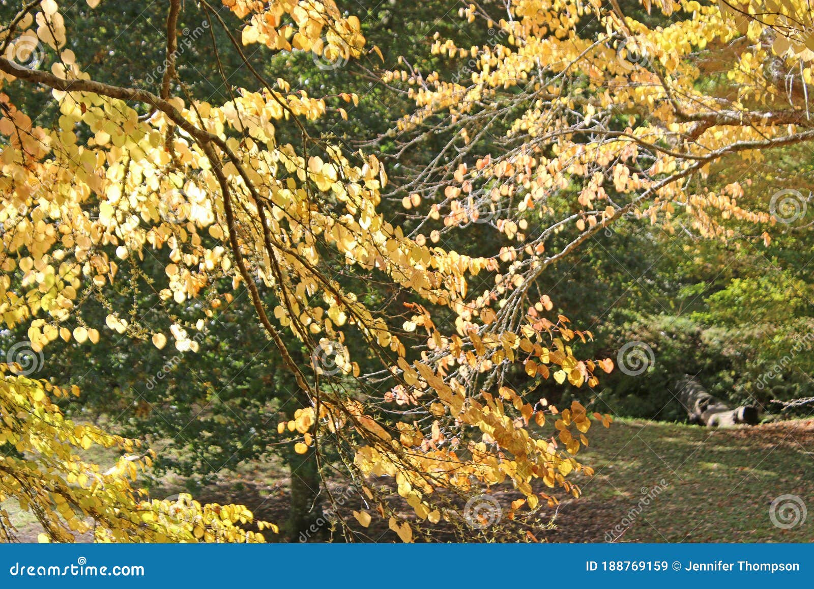 Autumn Leaves on a Beech Tree Stock Image - Image of yellow, tree ...