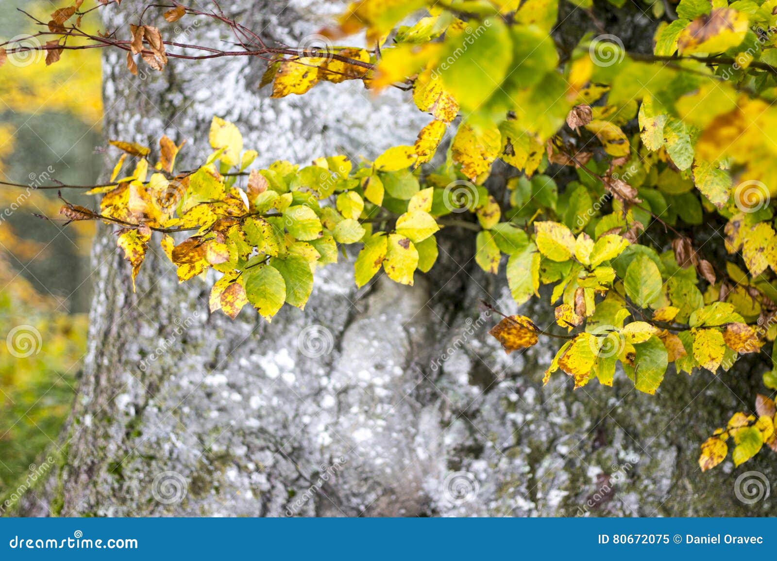 Autumn Leaves and Beech Tree Trunk Stock Image - Image of beech, beauty ...