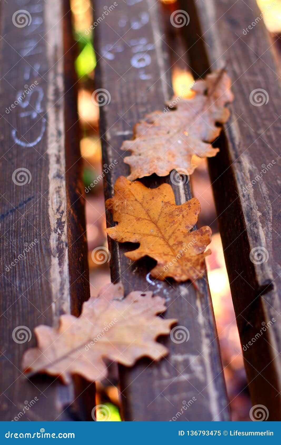 Autumn leaves on a bench stock image. Image of fall - 136793475