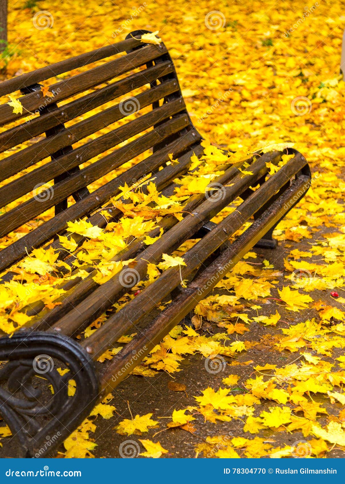 Autumn leaves on the bench stock photo. Image of landscape - 78304770
