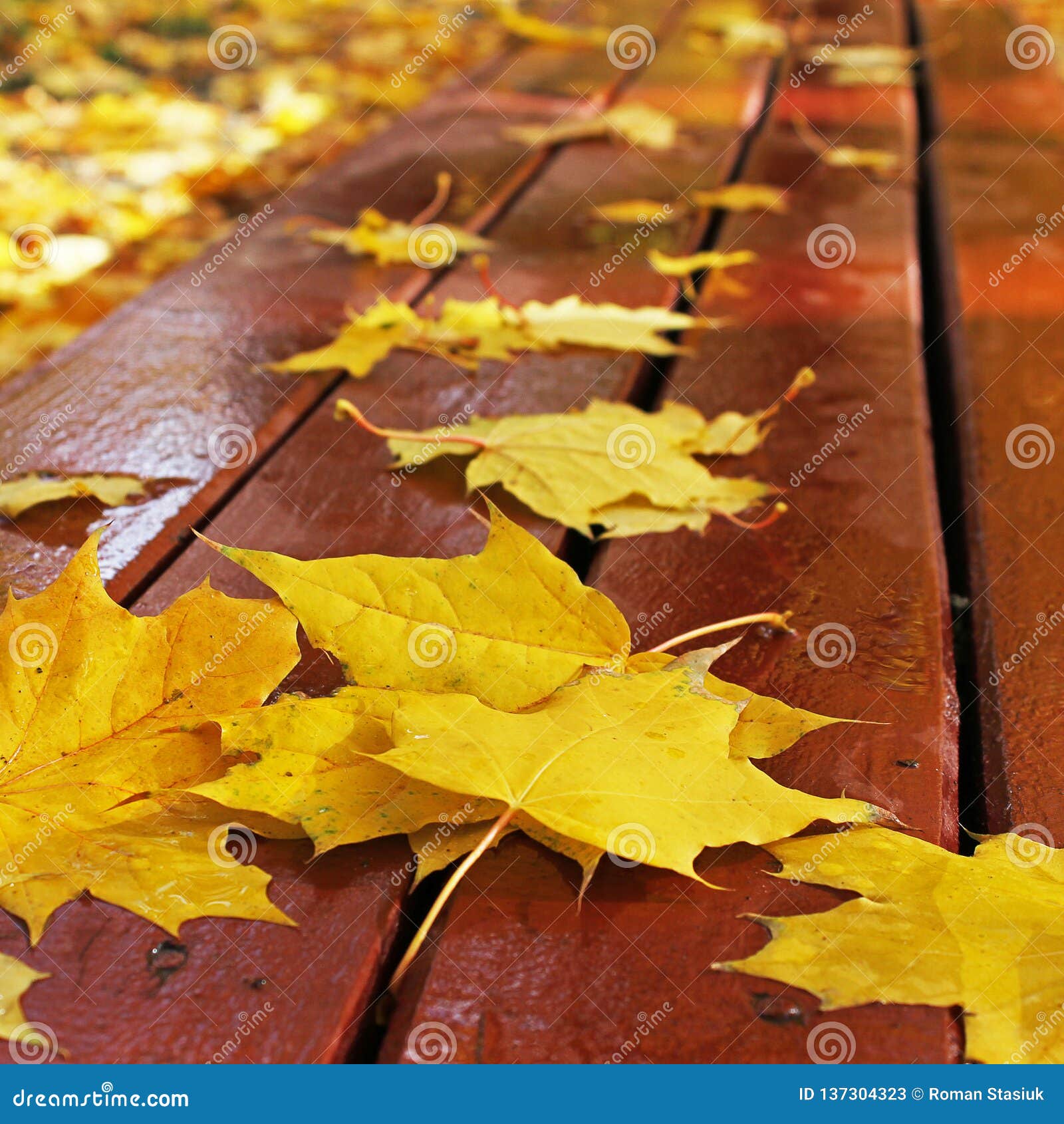 Autumn Leaves on a Bench in the Park Stock Image - Image of fall ...