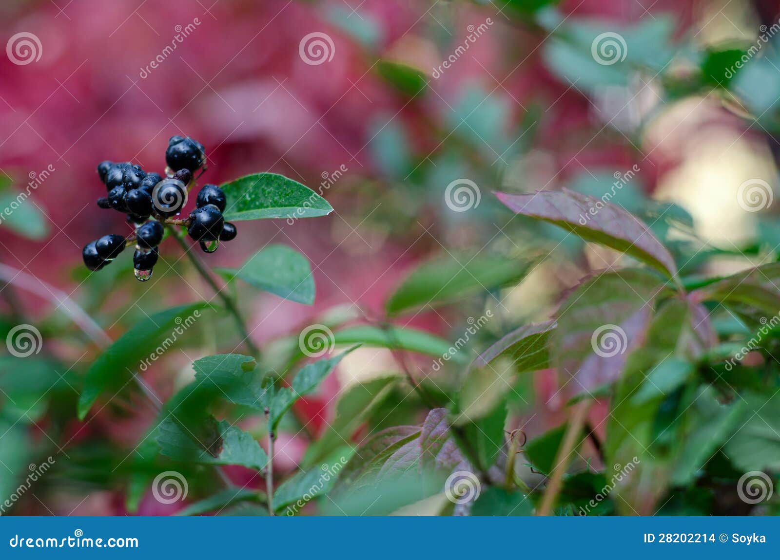Autumn leaves and berries stock photo. Image of canada - 28202214