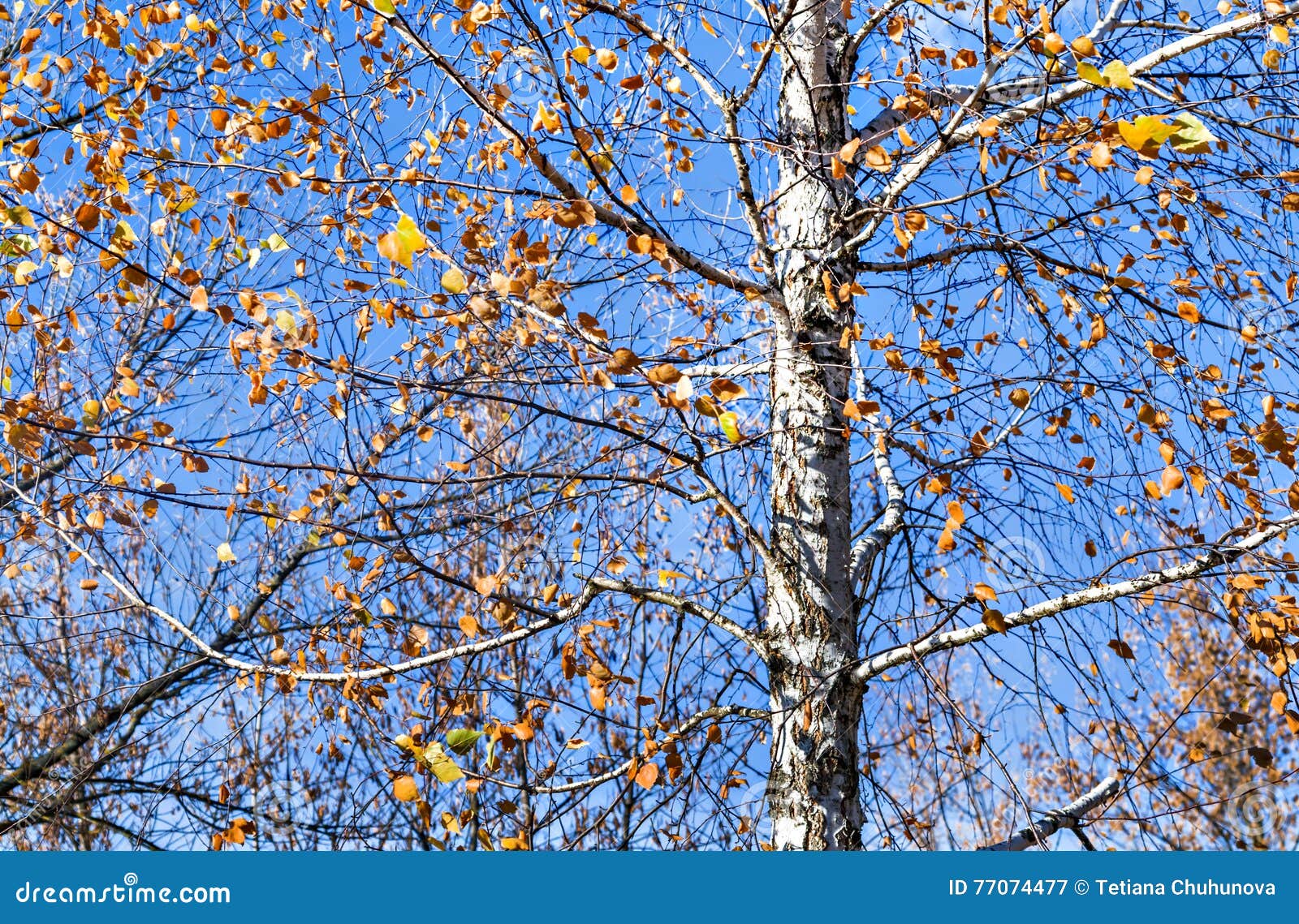 Through the Autumn Leaves of Birch See the Sky Close-up Stock Image ...