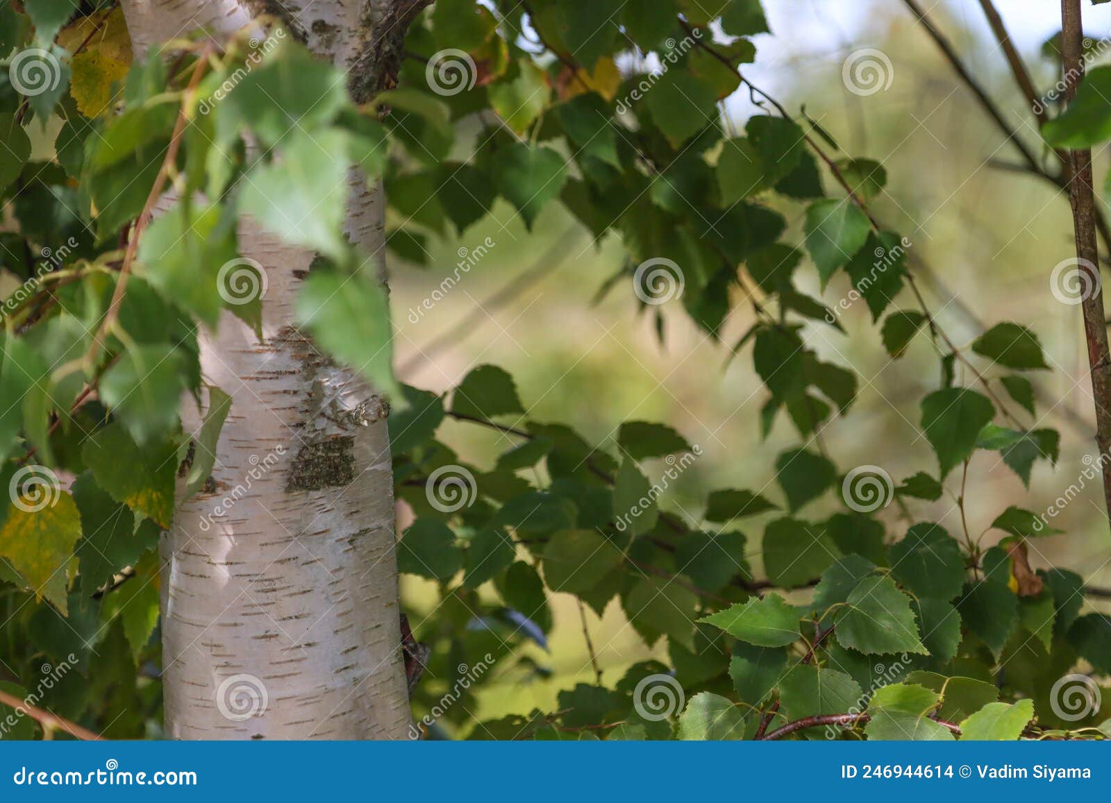 Autumn Leaves of a Birch Tree Stock Photo - Image of nature, flora ...