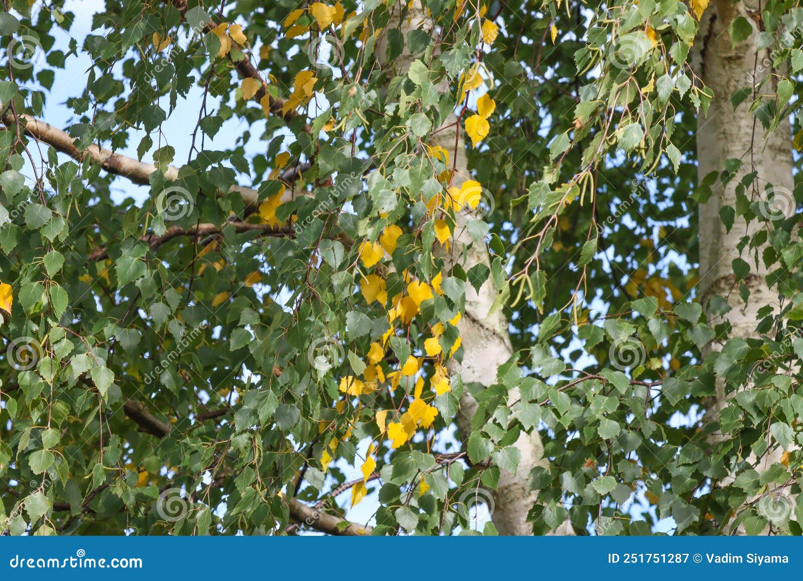 Autumn Leaves of a Birch Tree Stock Image - Image of birch, tree: 251751287