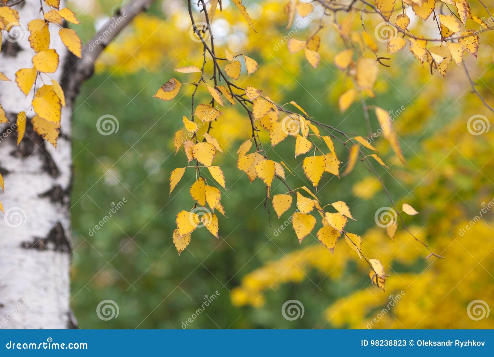 Autumn Leaves of a Birch Tree Stock Image - Image of bright, flora ...