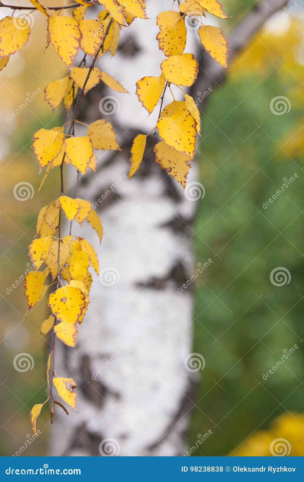 Autumn Leaves of a Birch Tree Stock Photo - Image of catkin, foliage ...