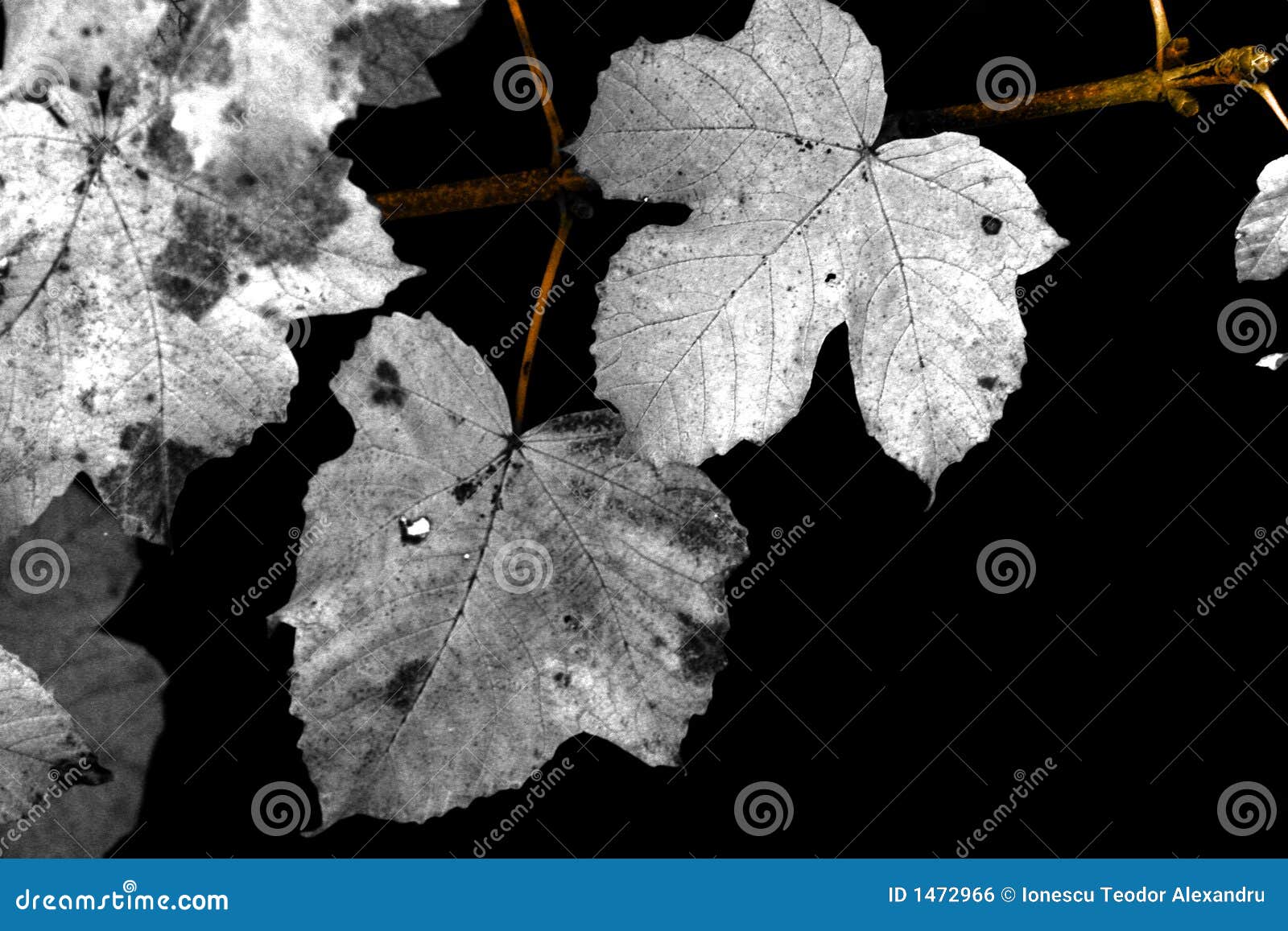 Autumn leaves on black stock photo. Image of path, play - 1472966