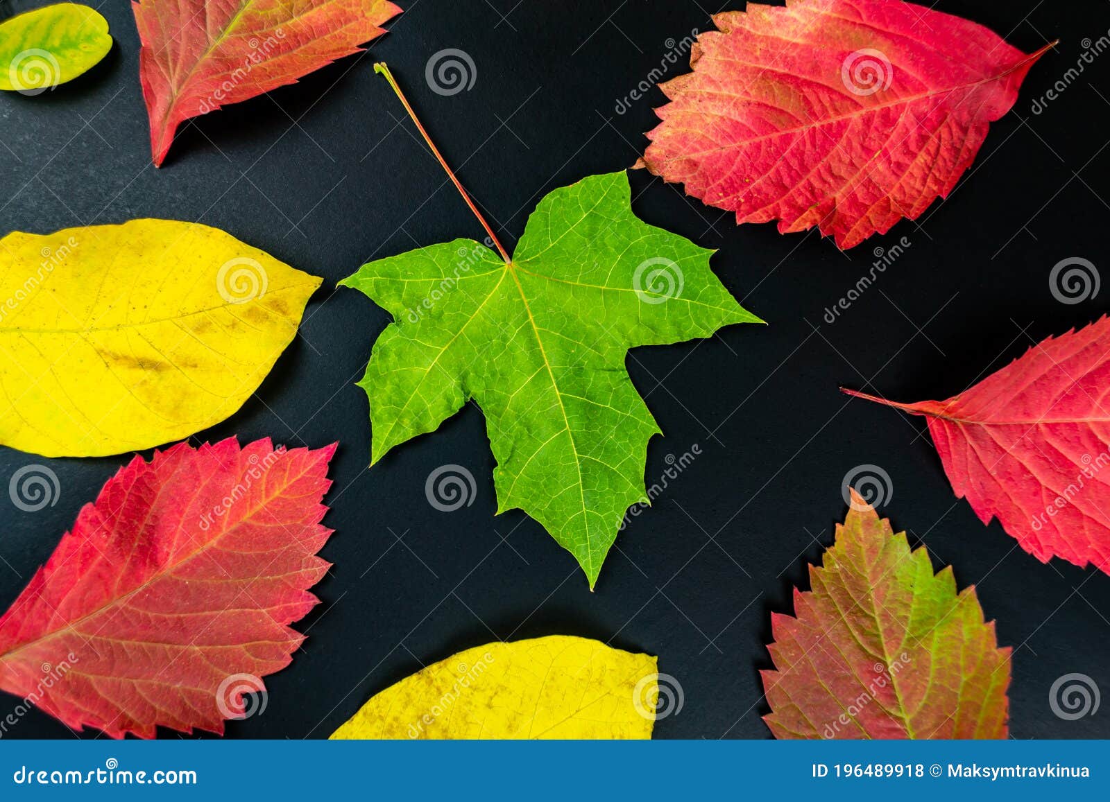 Autumn Leaves on Black Background Stock Photo - Image of foliage ...