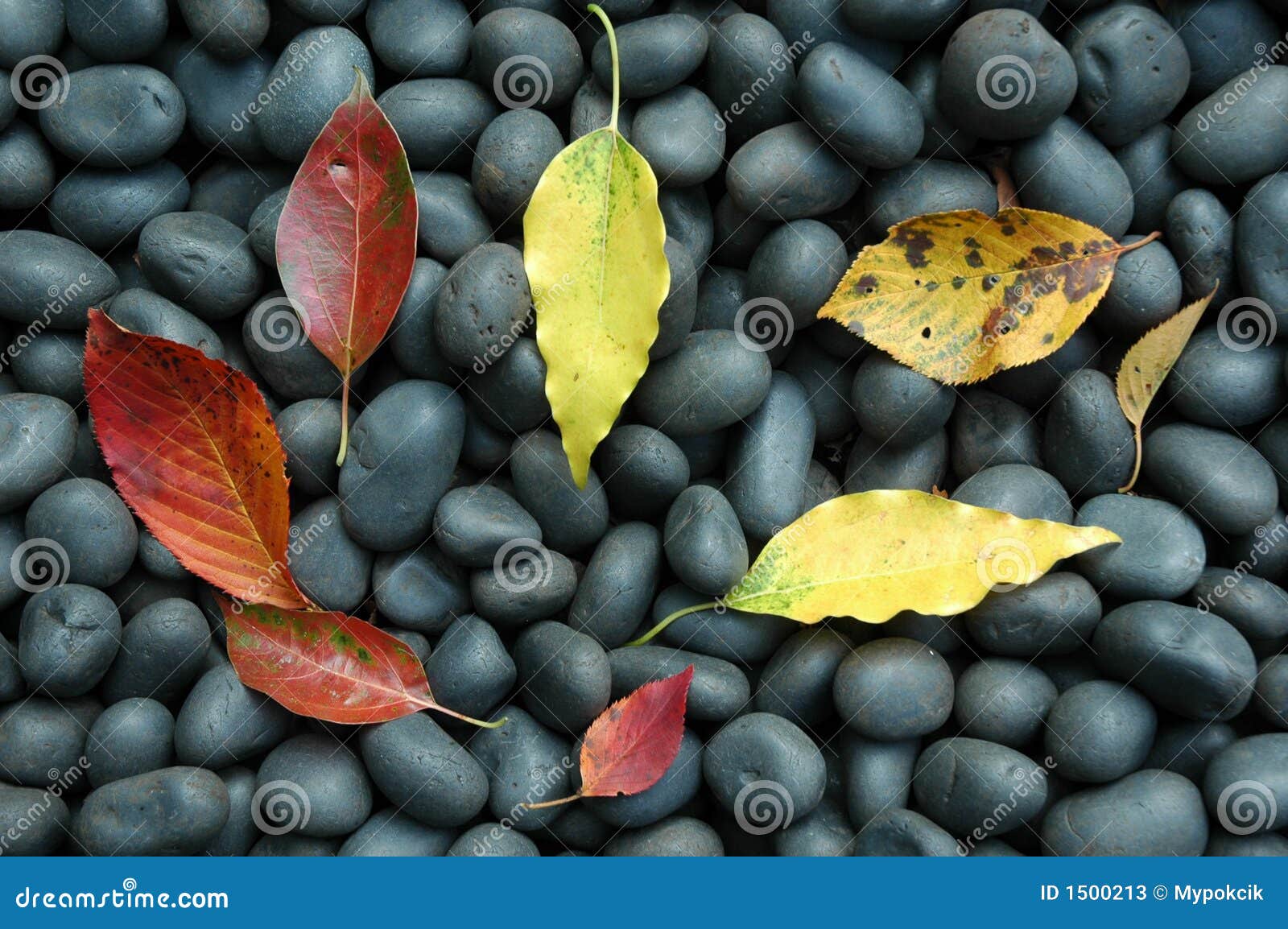 Autumn Leaves and Black Pebbles Stock Image - Image of pebbles, park ...