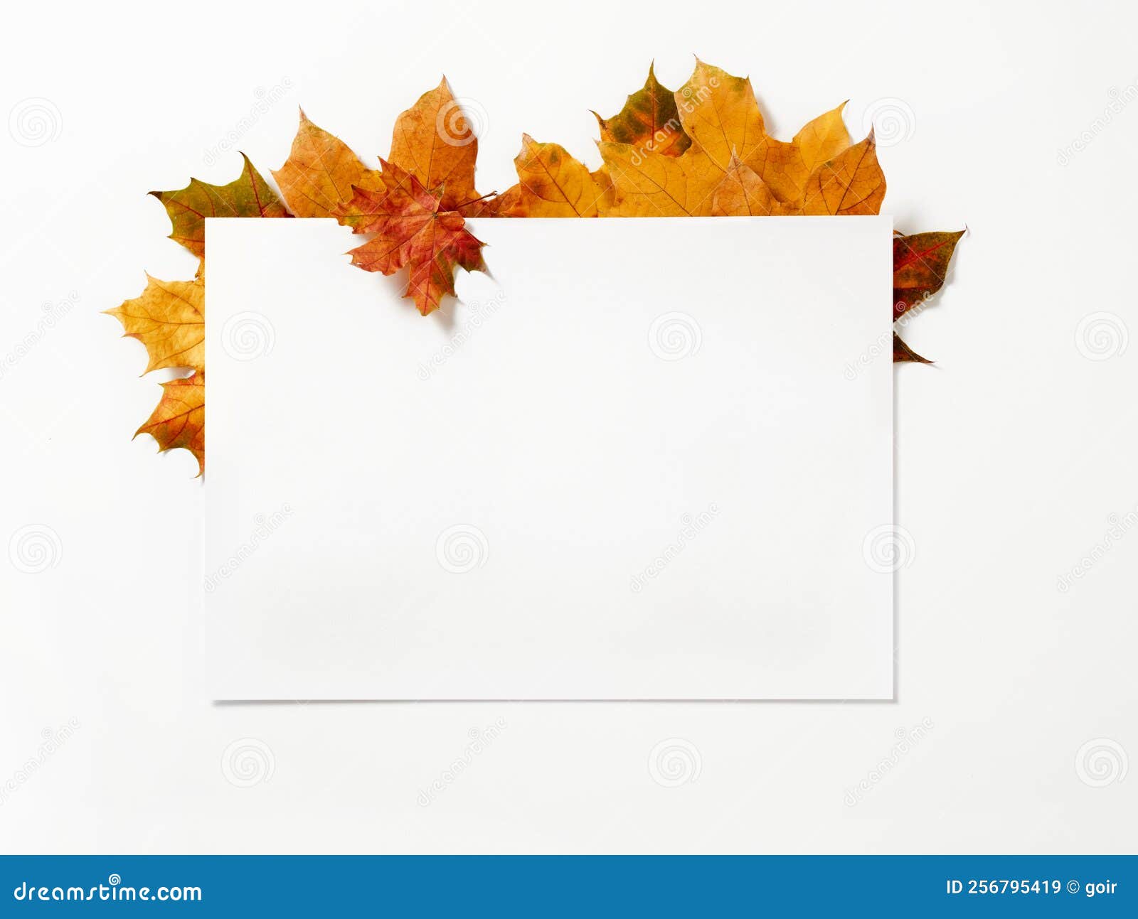 Autumn Leaves and Blank Banner Stock Image - Image of event, idyllic ...