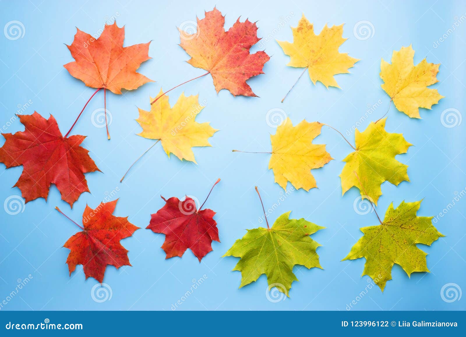 Autumn Leaves on Blue Background Stock Photo - Image of decorative ...