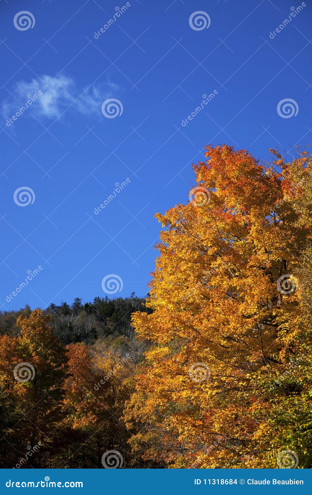 Autumn leaves on blue sky stock photo. Image of forest - 11318684