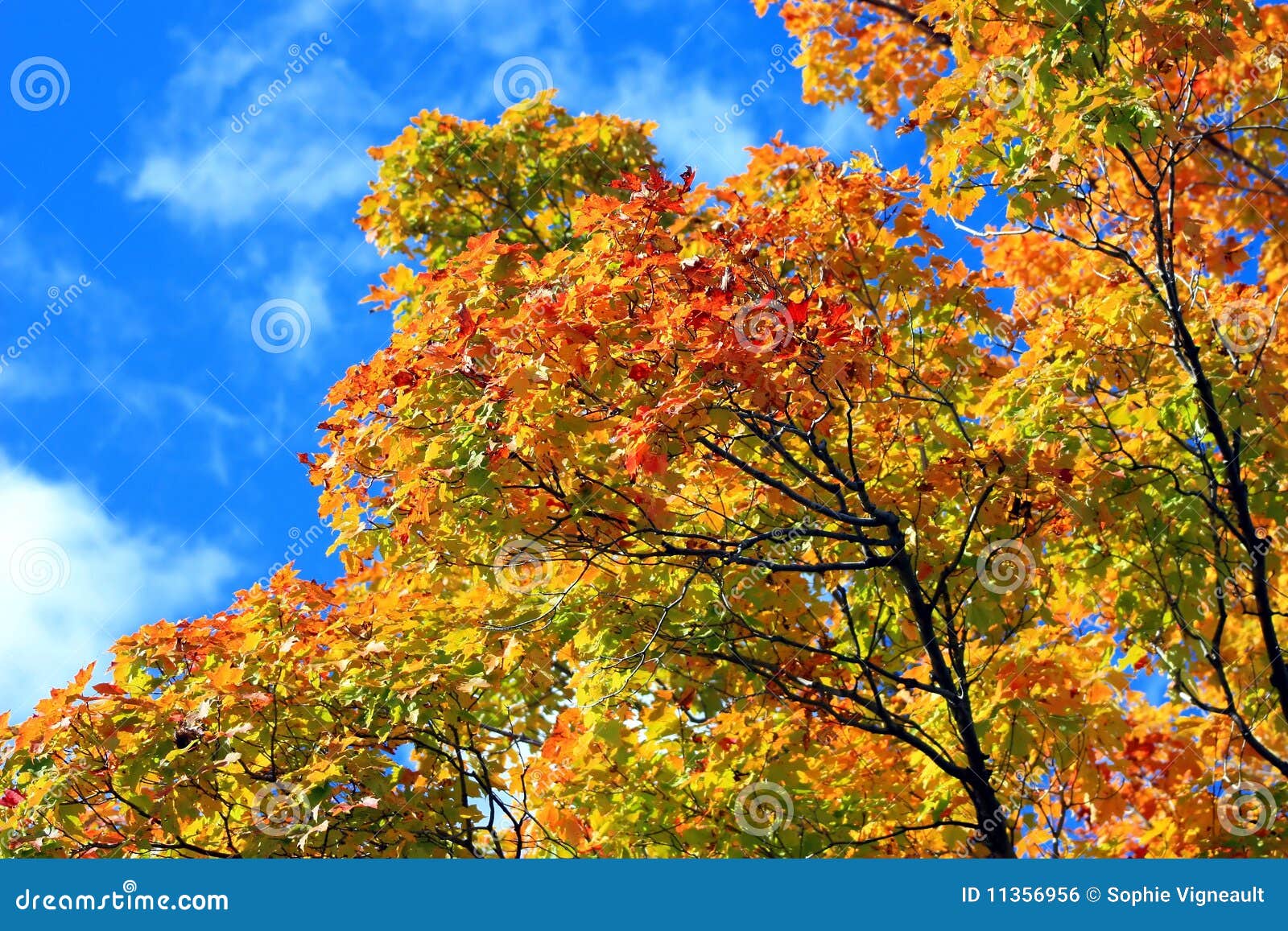 Autumn leaves on blue sky stock photo. Image of nature - 11356956