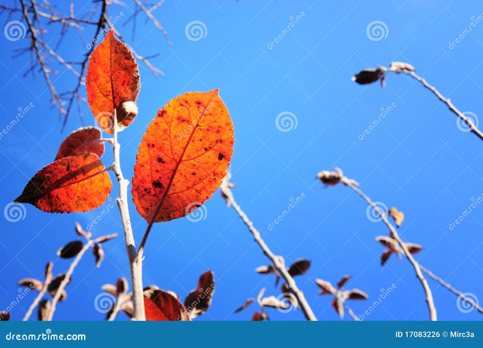Autumn leaves on blue sky stock photo. Image of colorful - 17083226