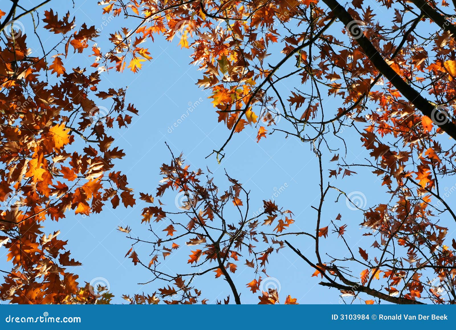 Autumn Leaves with Blue Sky Stock Photo - Image of leaves, fall: 3103984