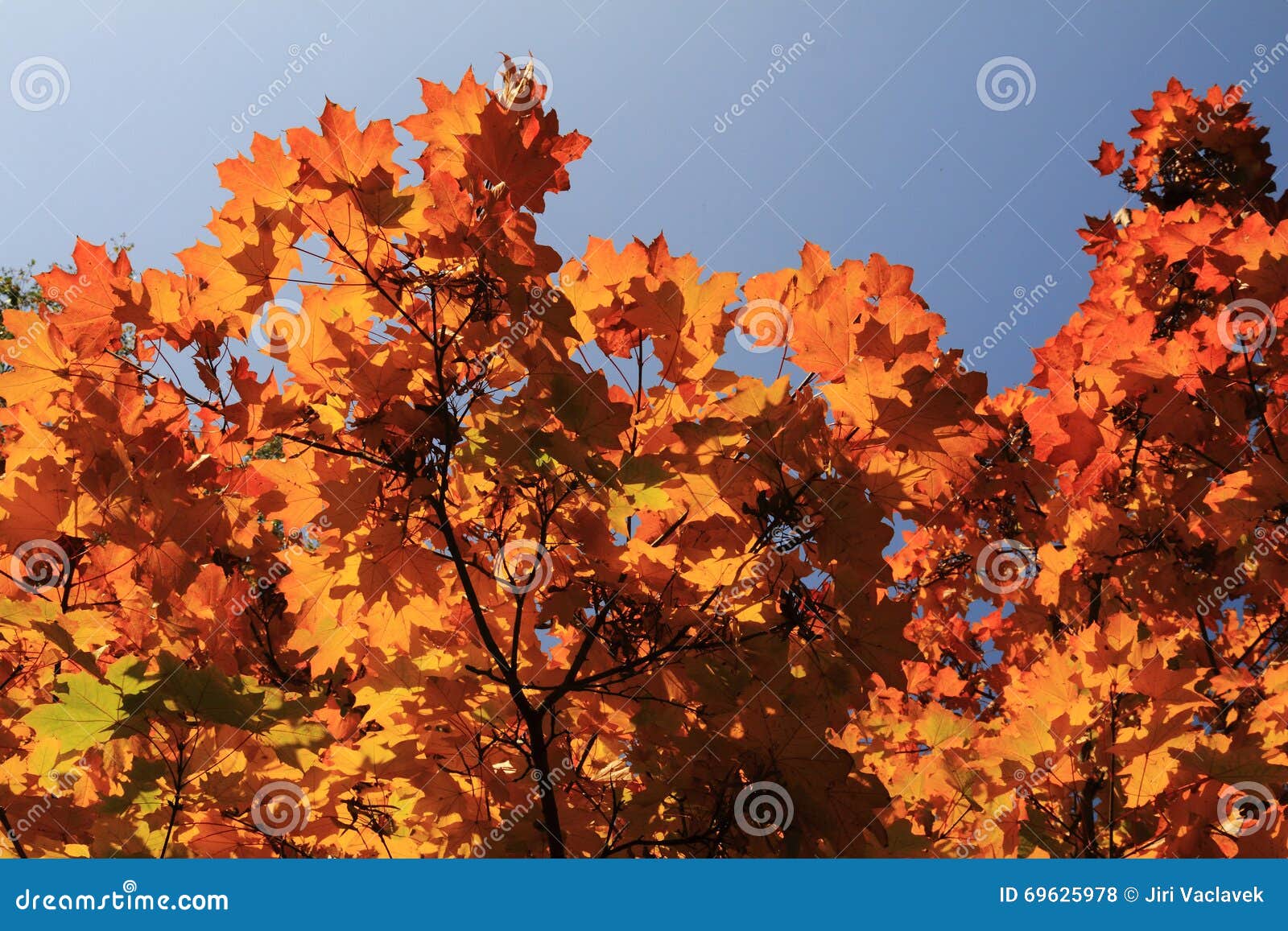Autumn leaves and blue sky stock photo. Image of season - 69625978