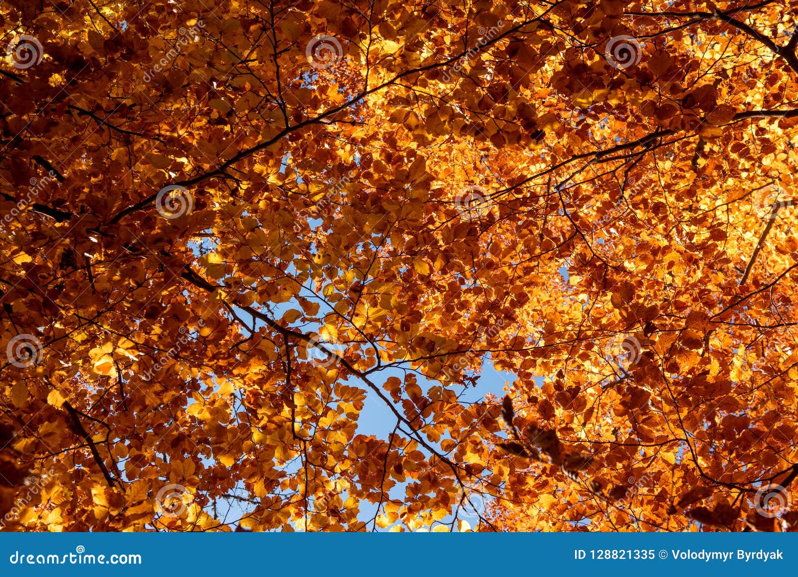 Autumn Leaves with the Blue Sky Stock Image - Image of colorful ...