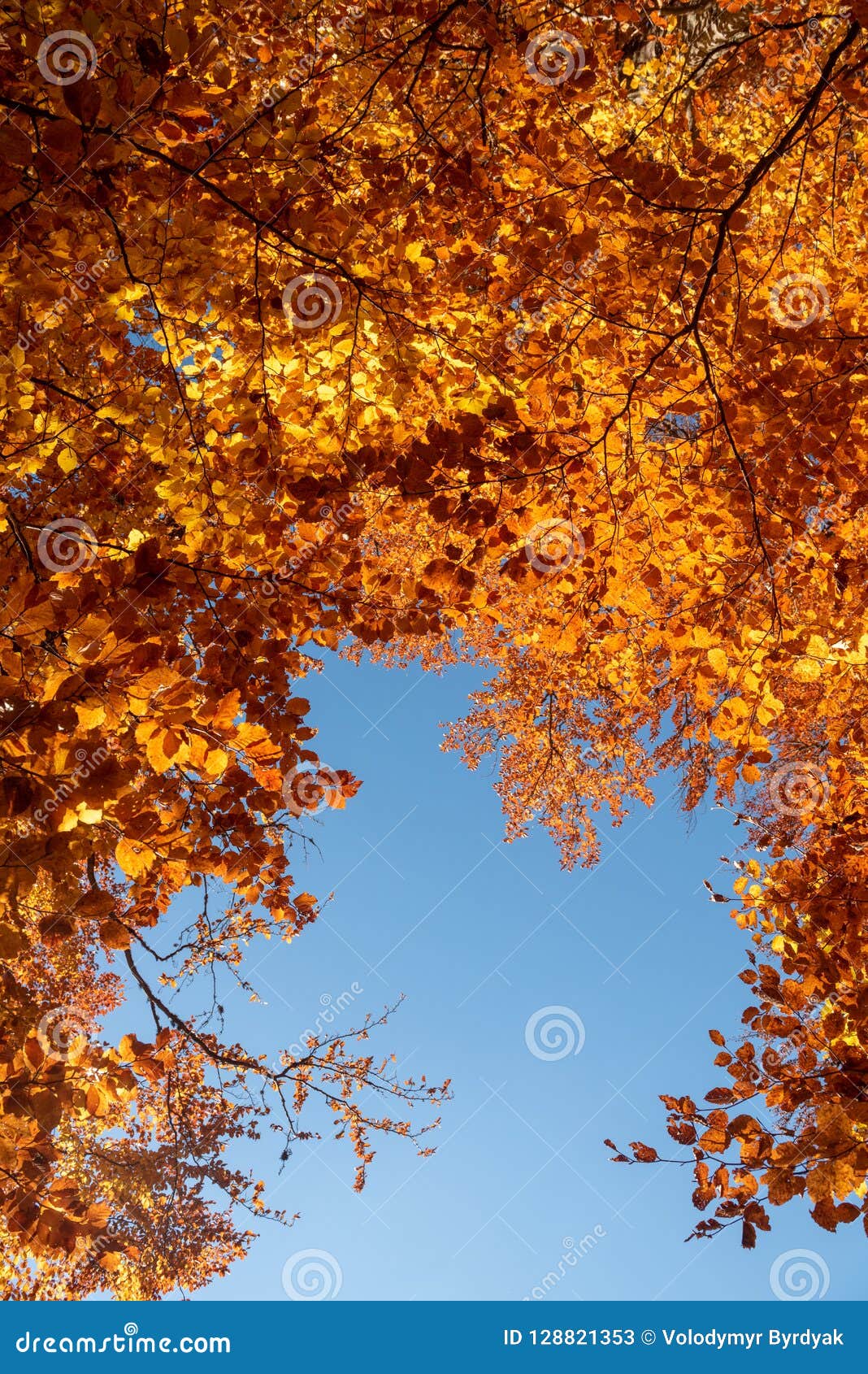 Autumn Leaves with the Blue Sky Stock Image - Image of pattern, fall ...
