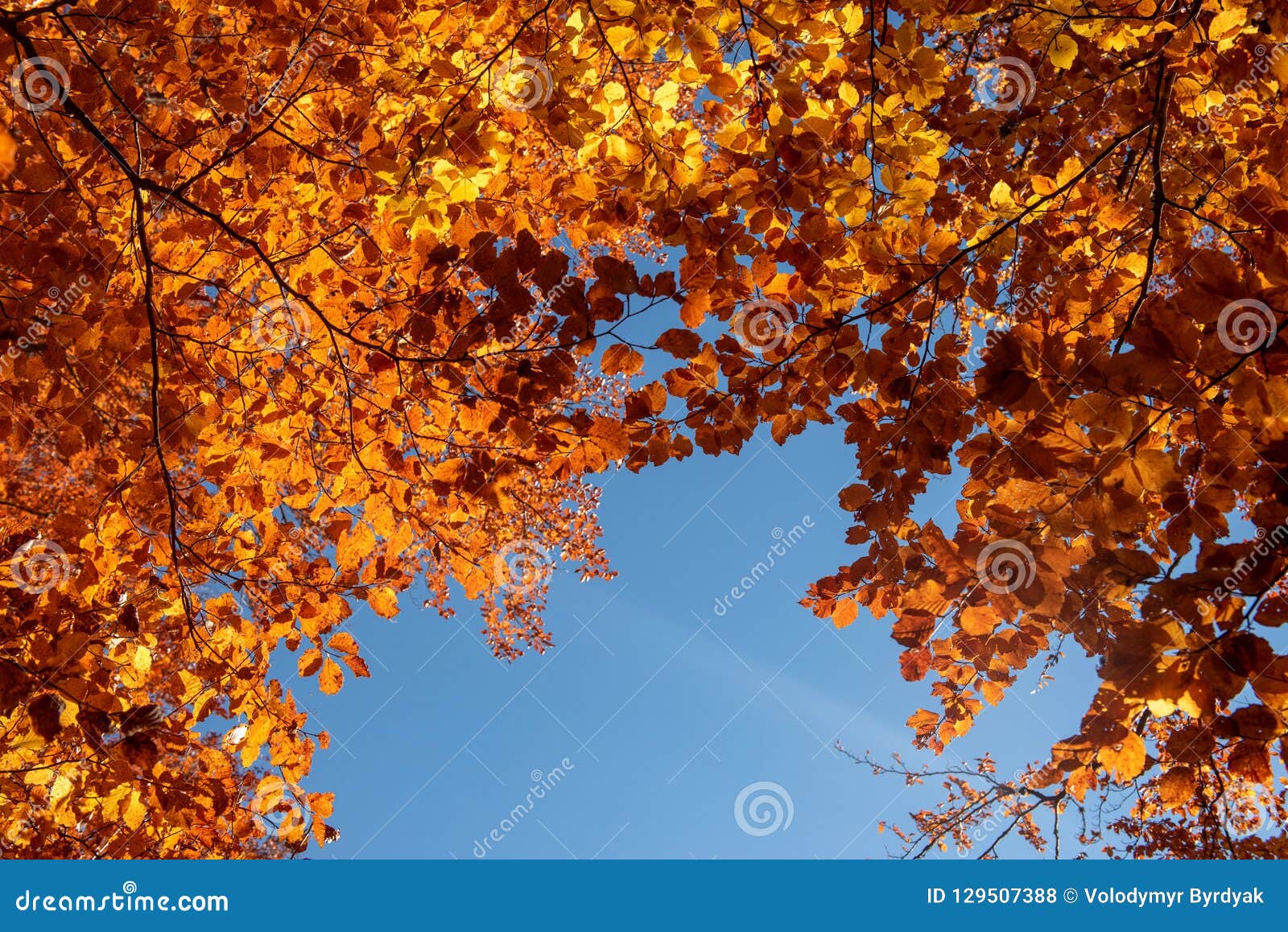 Autumn Leaves with the Blue Sky Stock Photo - Image of environment ...