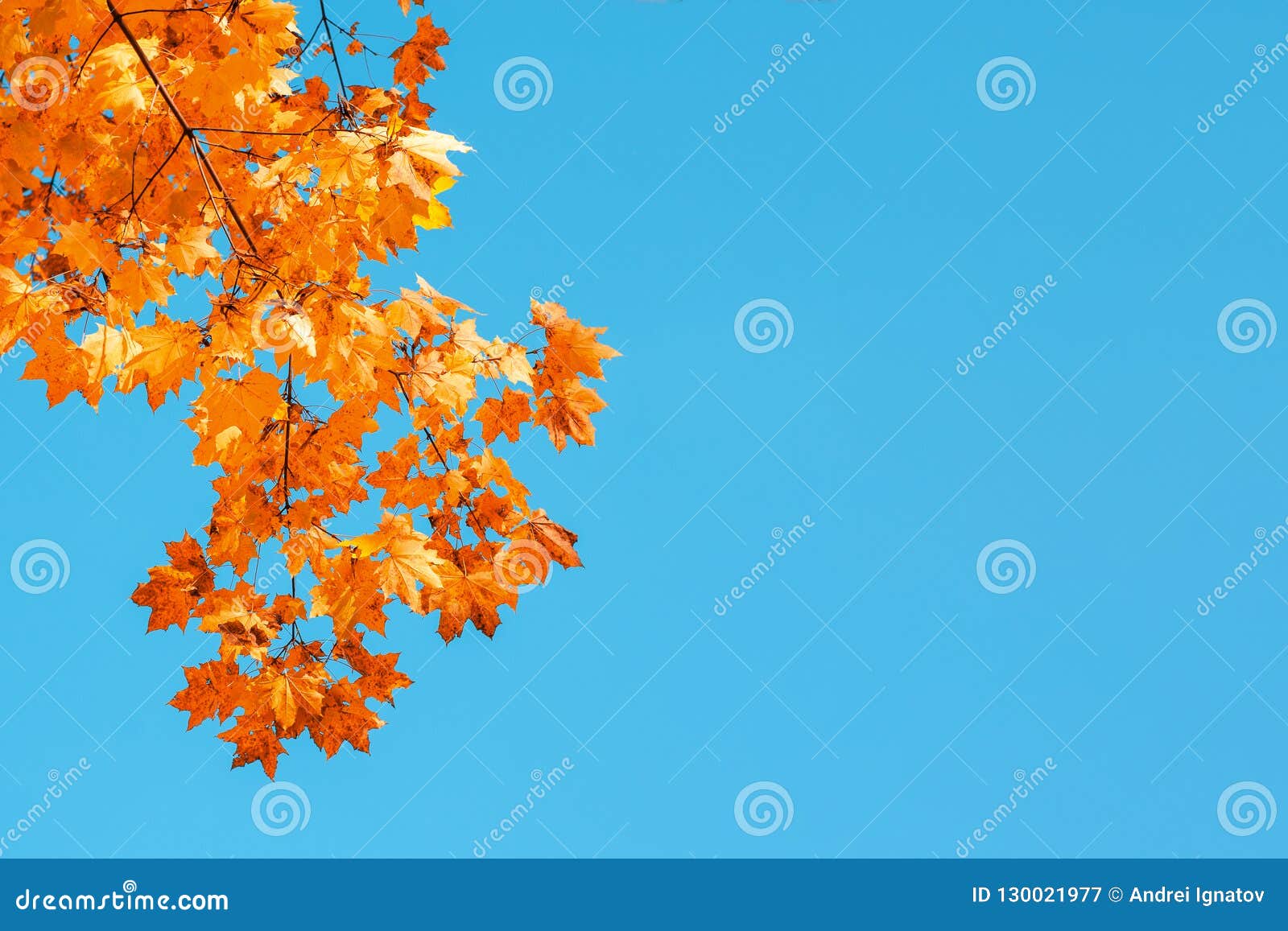 Autumn Leaves with the Blue Sky Background Stock Image - Image of leaf ...