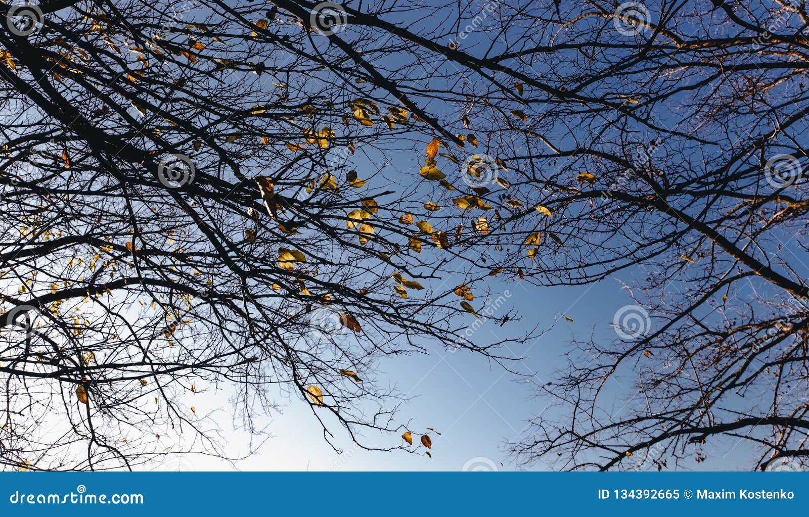 Autumn Leaves with the Blue Sky Background Stock Image - Image of ...