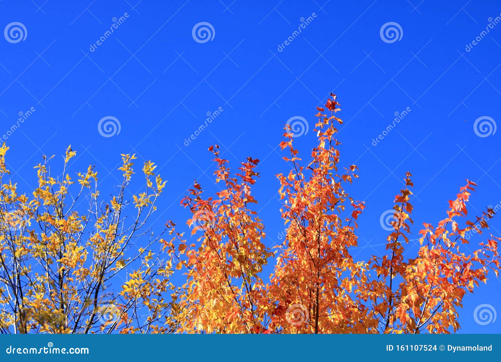 Autumn Leaves with the Blue Sky Background Stock Photo - Image of flora ...