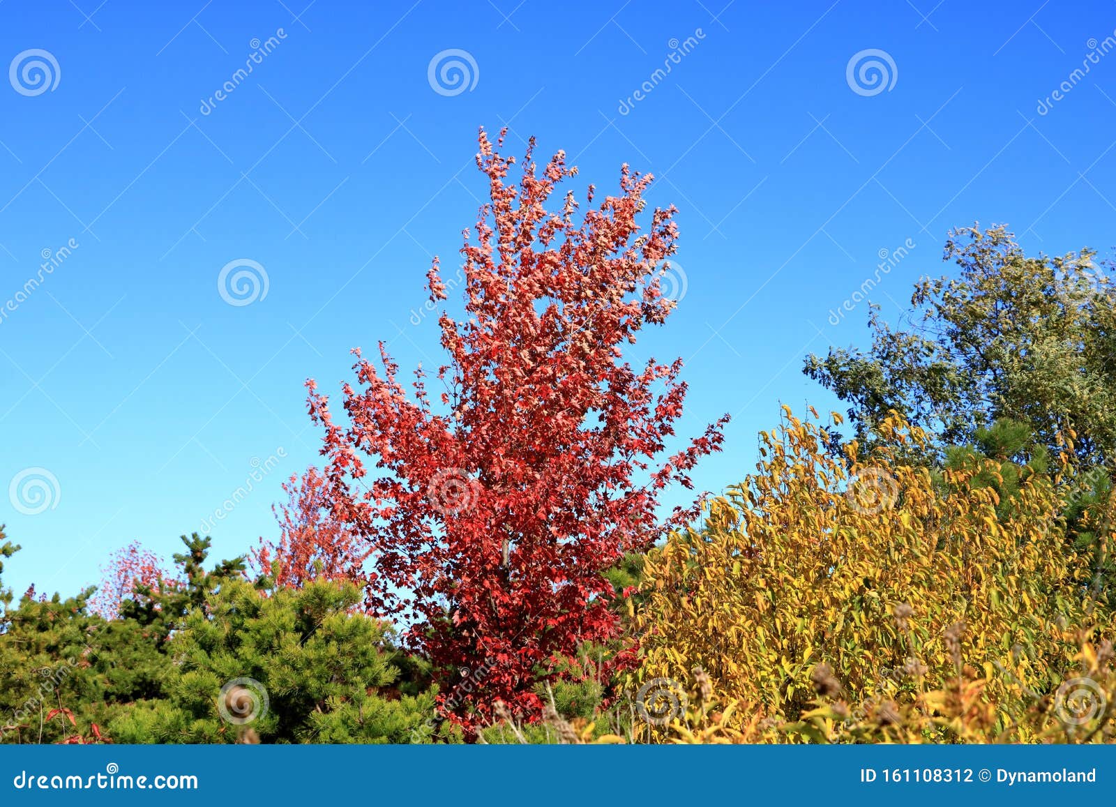 Autumn Leaves with the Blue Sky Background Stock Photo - Image of ...
