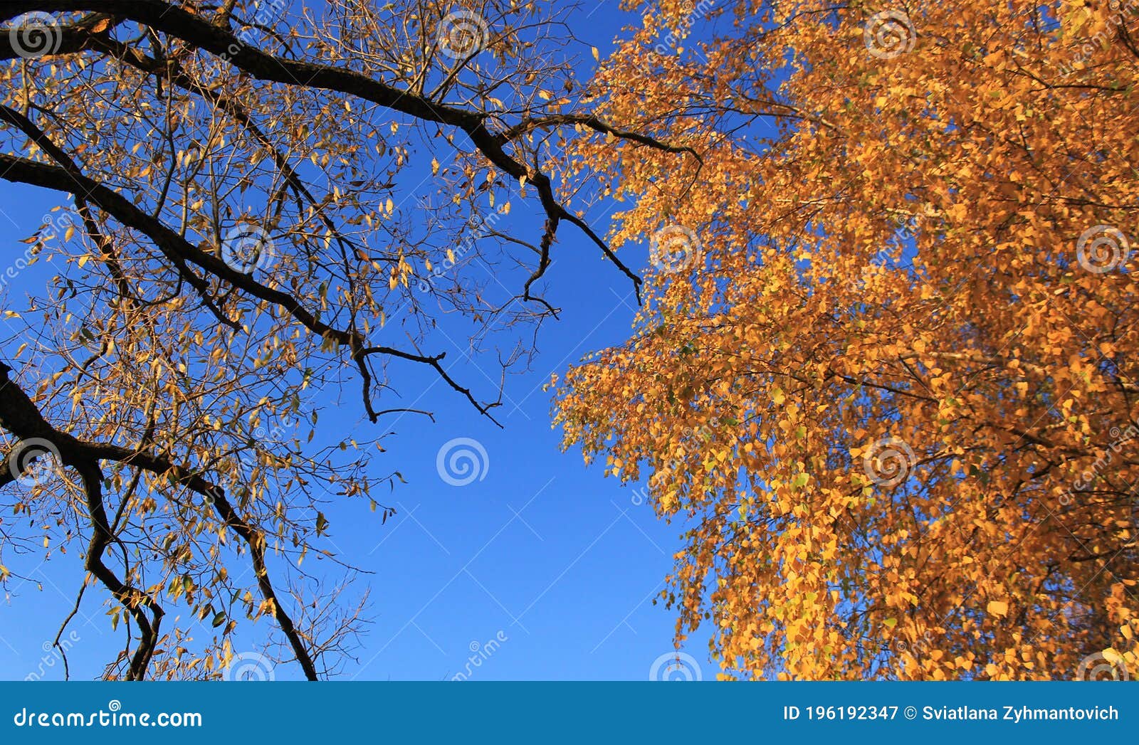 Autumn Leaves with the Blue Sky Stock Image - Image of organic, orange ...
