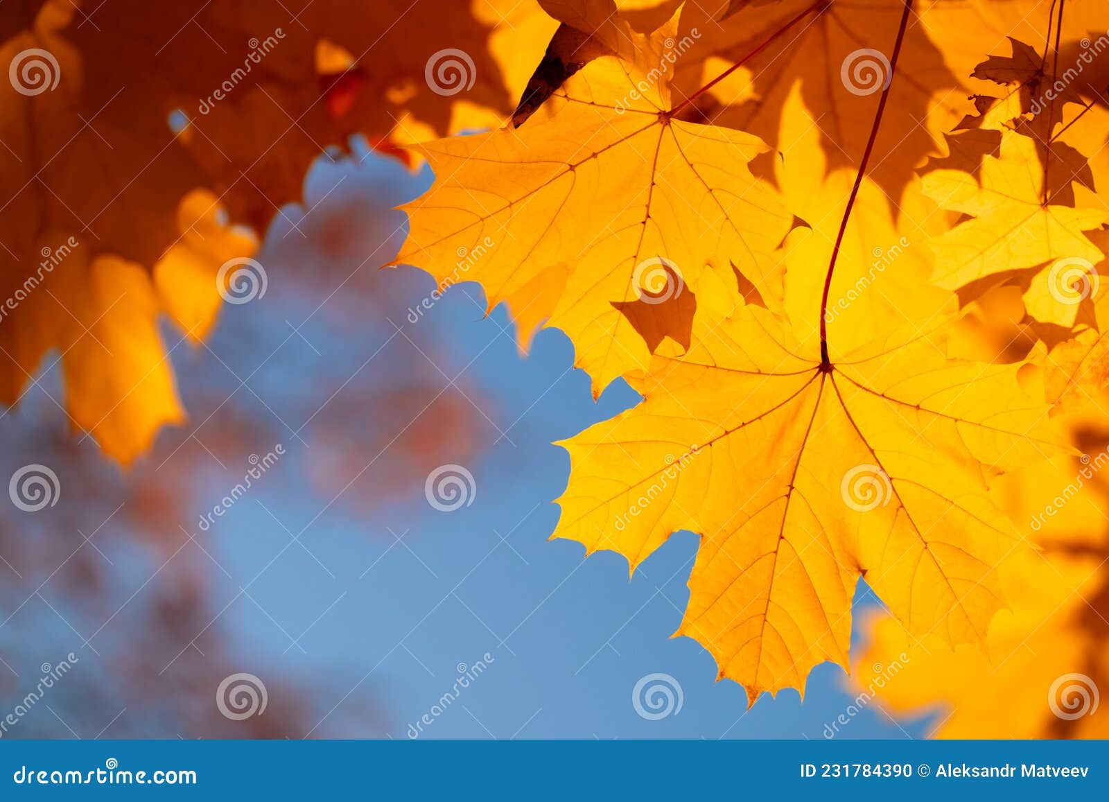 Autumn Leaves with the Blue Sky Background Stock Photo - Image of ...