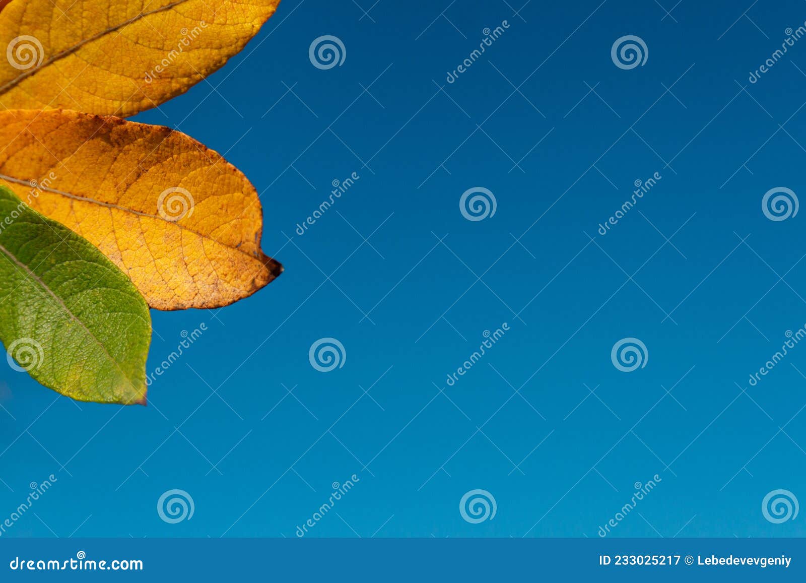 Autumn Leaves with the Blue Sky Background Stock Image - Image of ...
