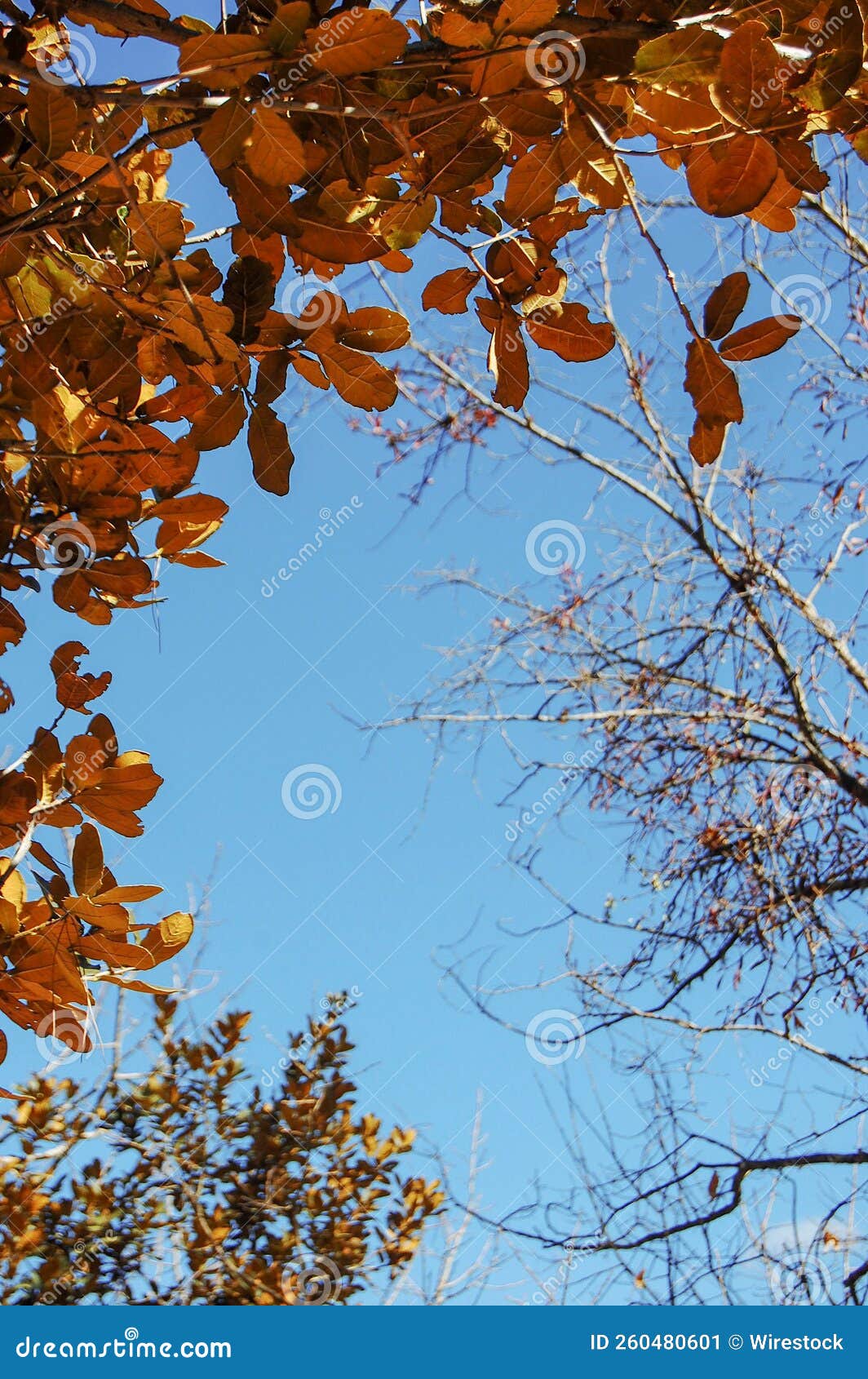 Autumn Leaves on the Blue Sky Background Stock Image - Image of trees ...