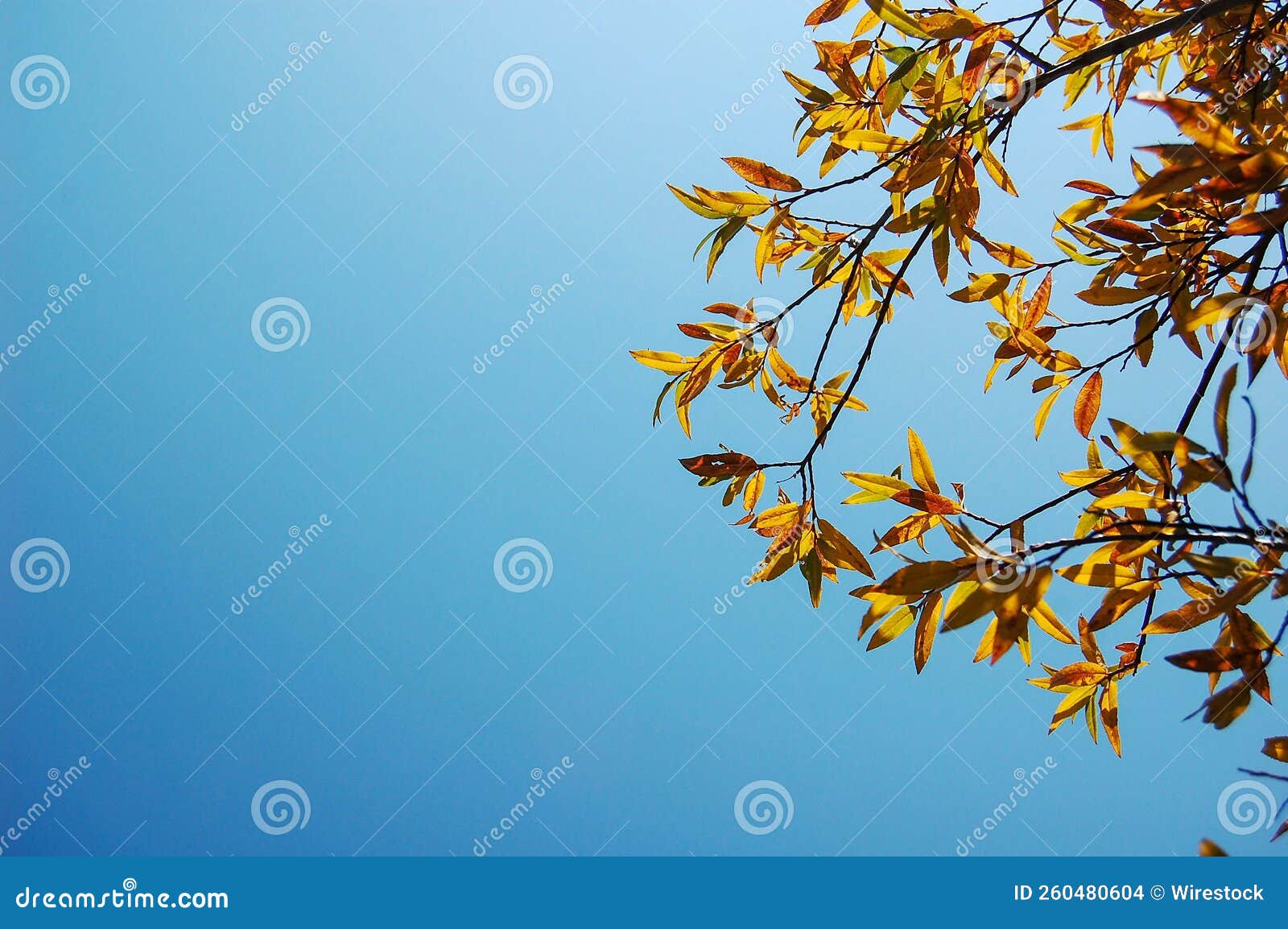 Autumn Leaves on the Blue Sky Background Stock Photo - Image of sunny ...