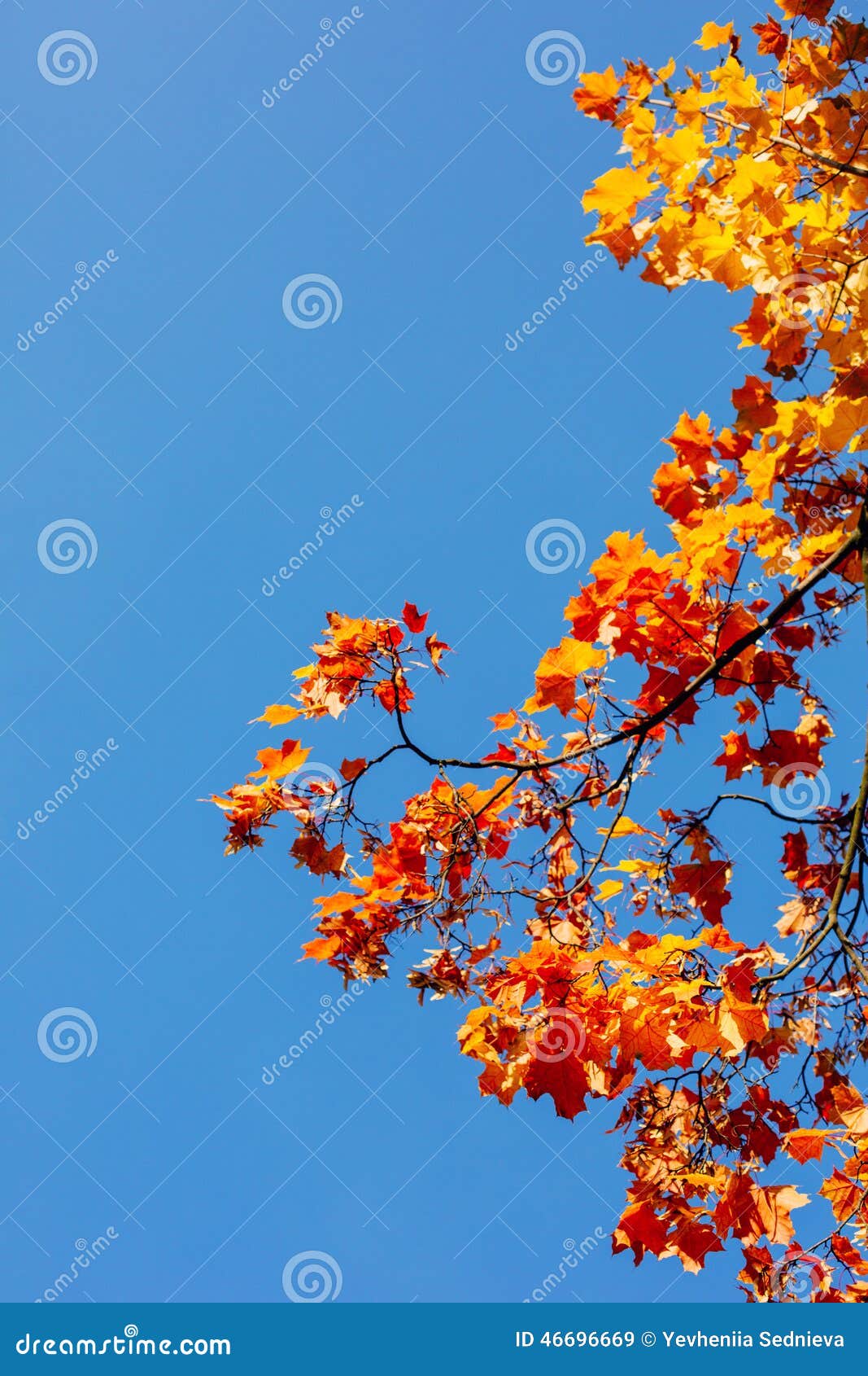 Autumn Leaves with the Blue Sky Stock Image - Image of botanical ...