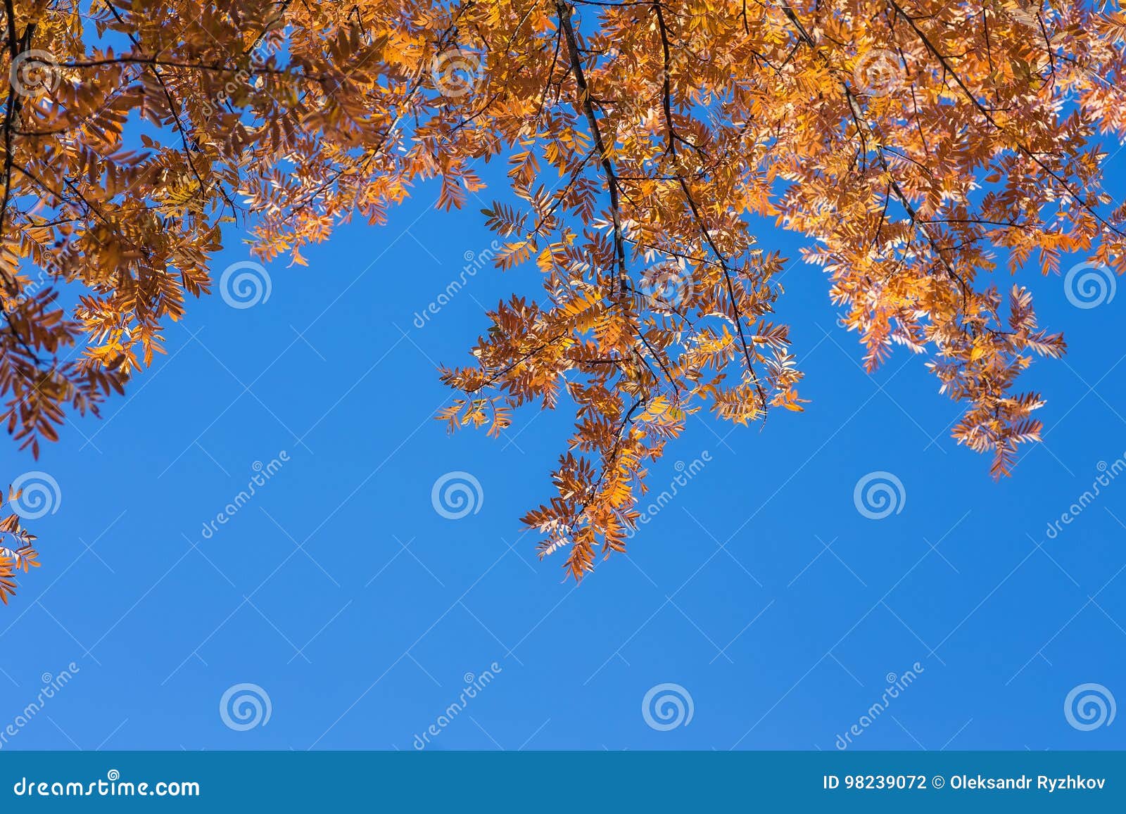 Autumn Leaves with the Blue Sky Stock Photo - Image of fresh, golden ...
